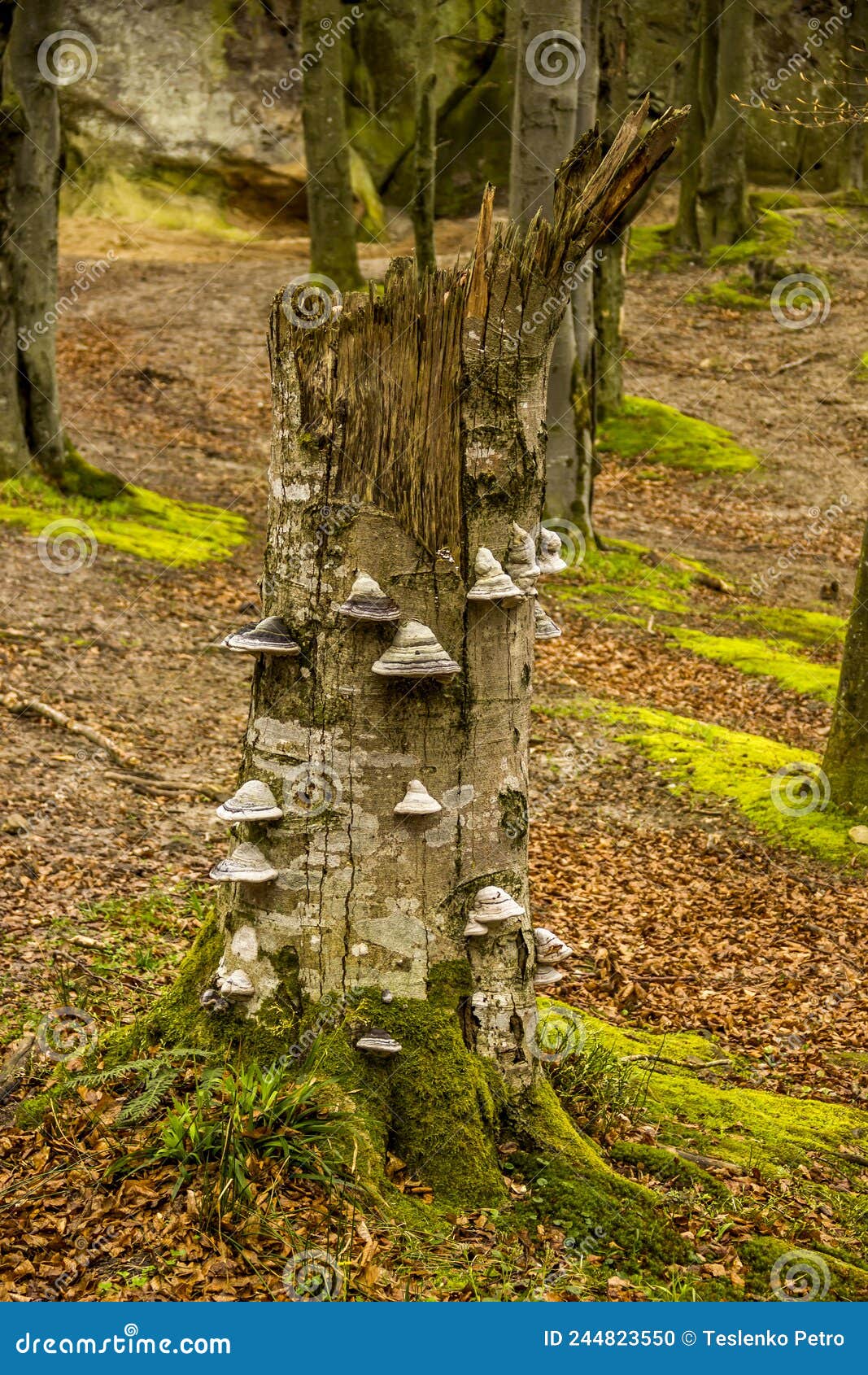 Stump of a Fallen Beech Tree Covered with Parasitic Mushrooms in the ...