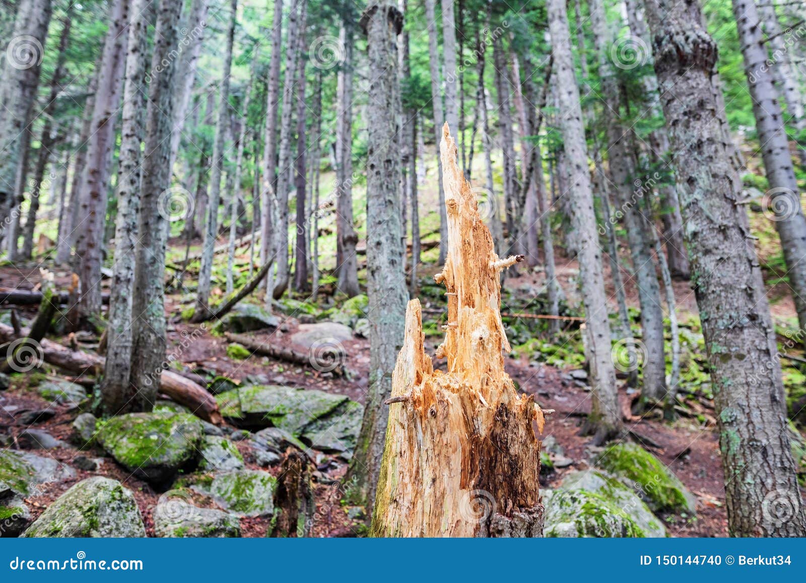 Old Stump Of Fallen Tree In A Field Among The Grass Stock Image ...