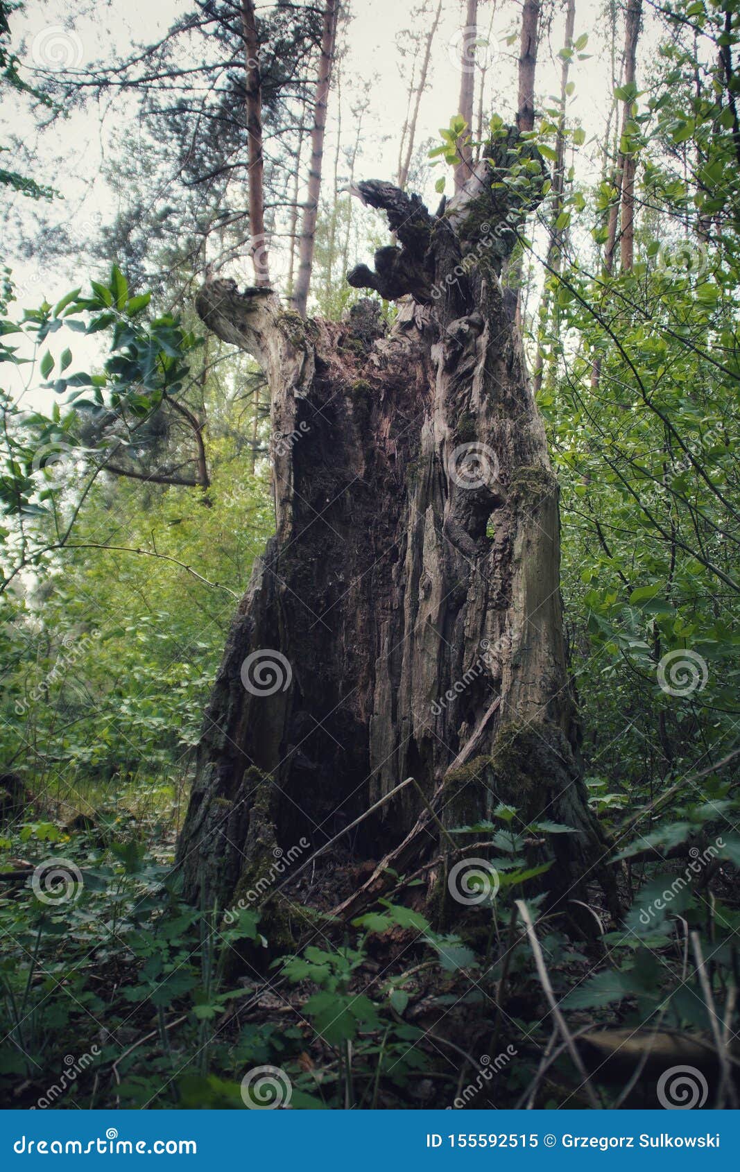 Stump of a fallen tree. stock image. Image of tree, stump - 155592515