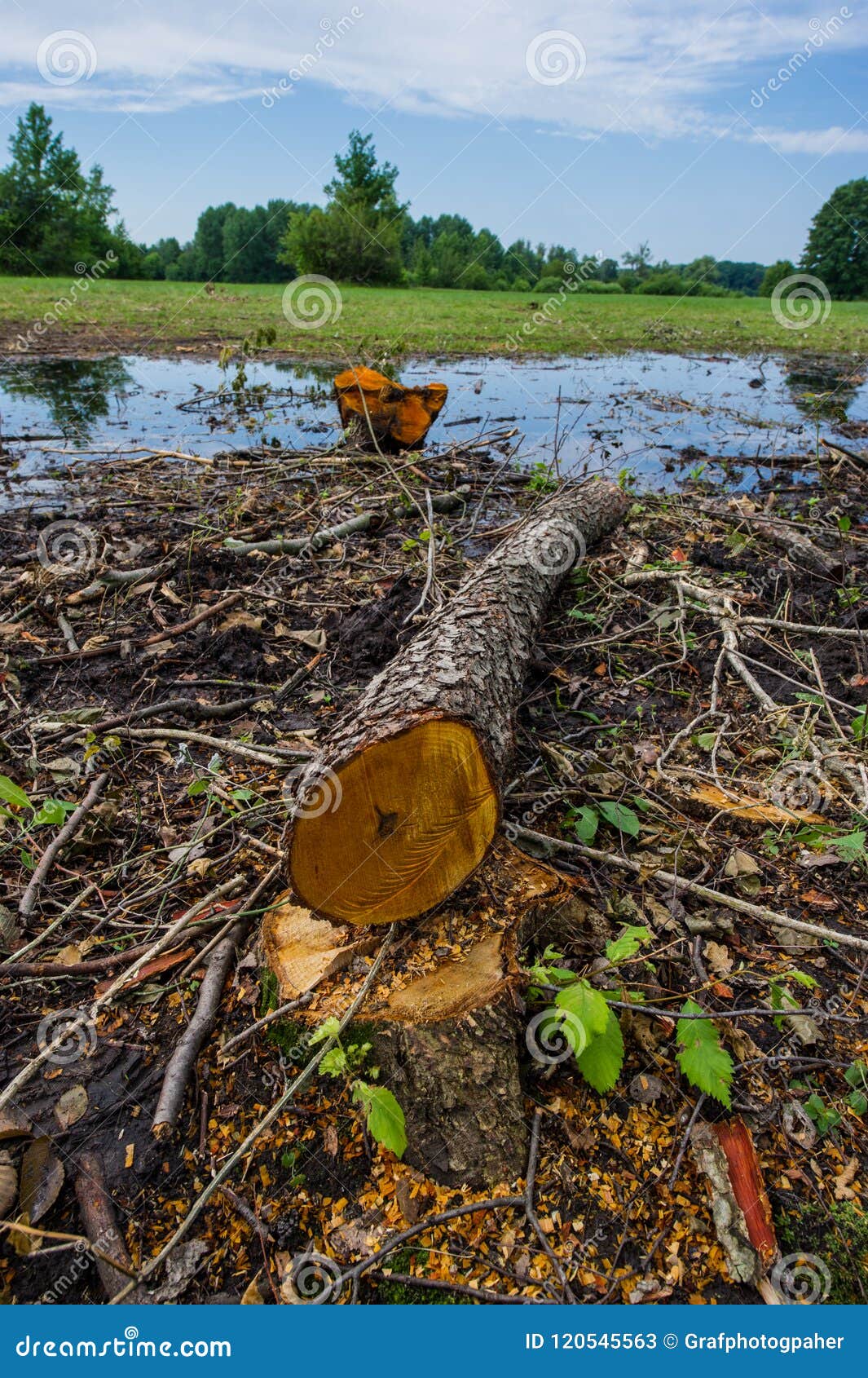 Stump and Fallen Tree Trunk, Illegal Felling of Trees in the for Stock ...