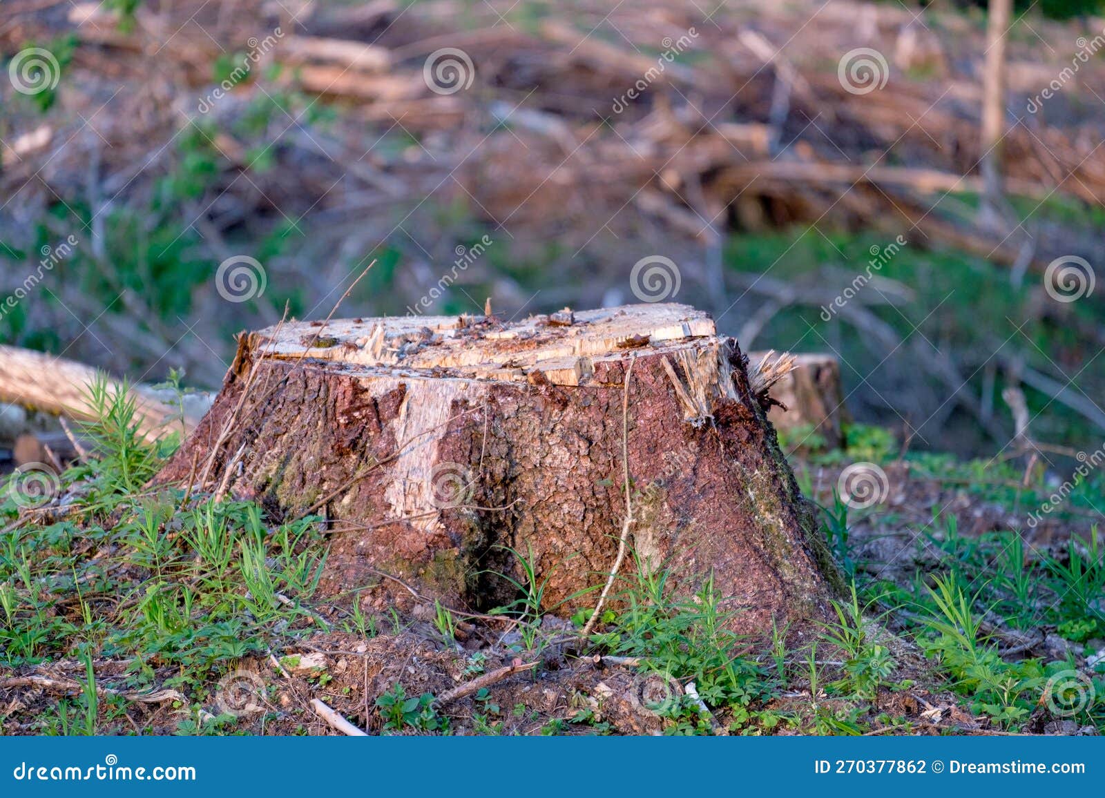 The Stump of a Felled Tree. Logging Stock Photo - Image of nature ...