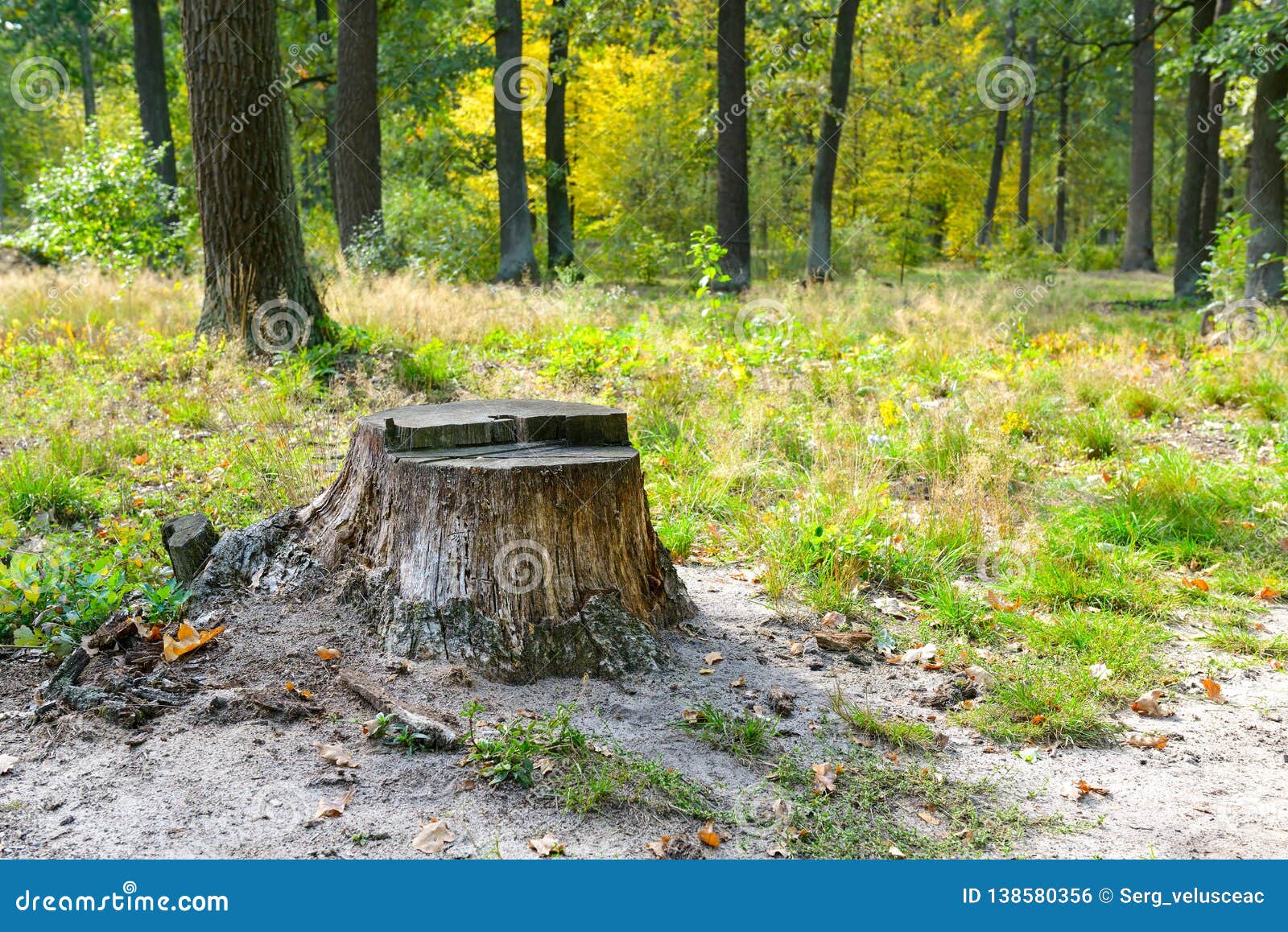 Stump from Felled Tree in Forest Stock Photo - Image of forest, nature ...