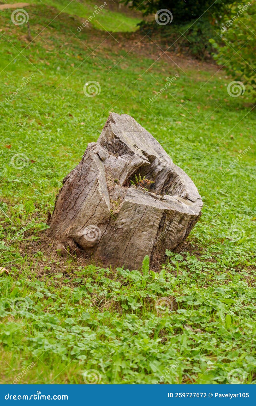 Stump of a Felled Tree in a Meadow in the Forest Stock Photo - Image of ...