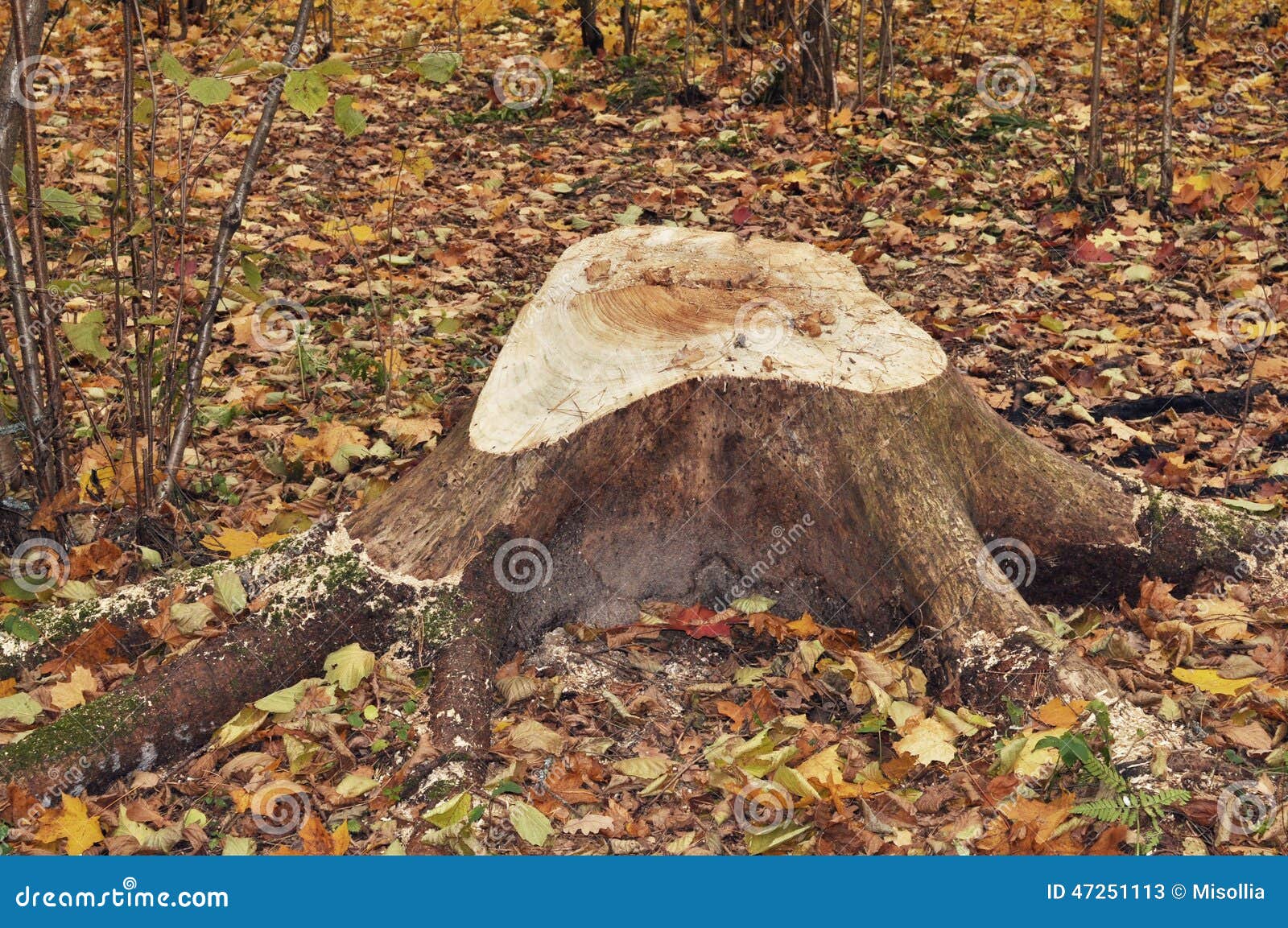 The Stump of the Felled Tree Stock Image - Image of harvesting, root ...