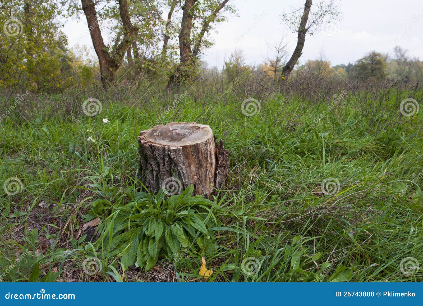 Stump in forest stock photo. Image of street, city, nature - 26743808