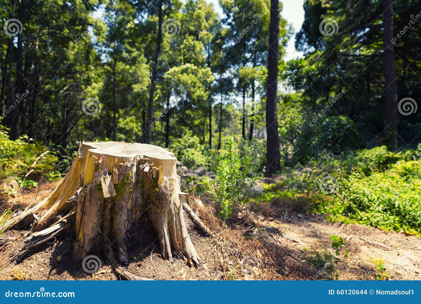 Stump in the forest stock photo. Image of stairs, garden - 60120644