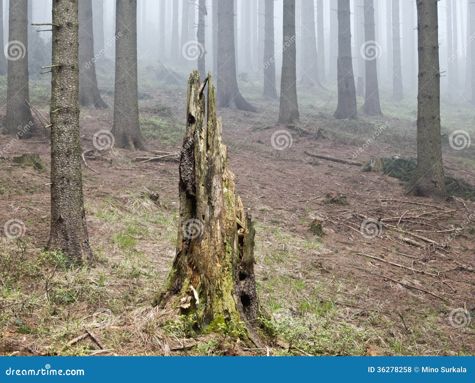 Stump in a forest stock photo. Image of journey, mood - 36278258