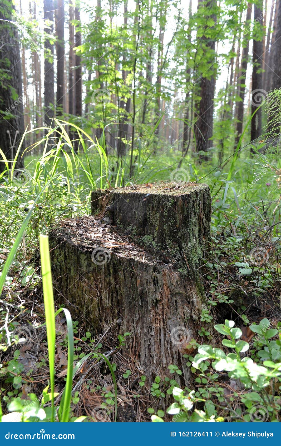 Stump in the Forest in Summer Stock Image - Image of stump, root: 162126411
