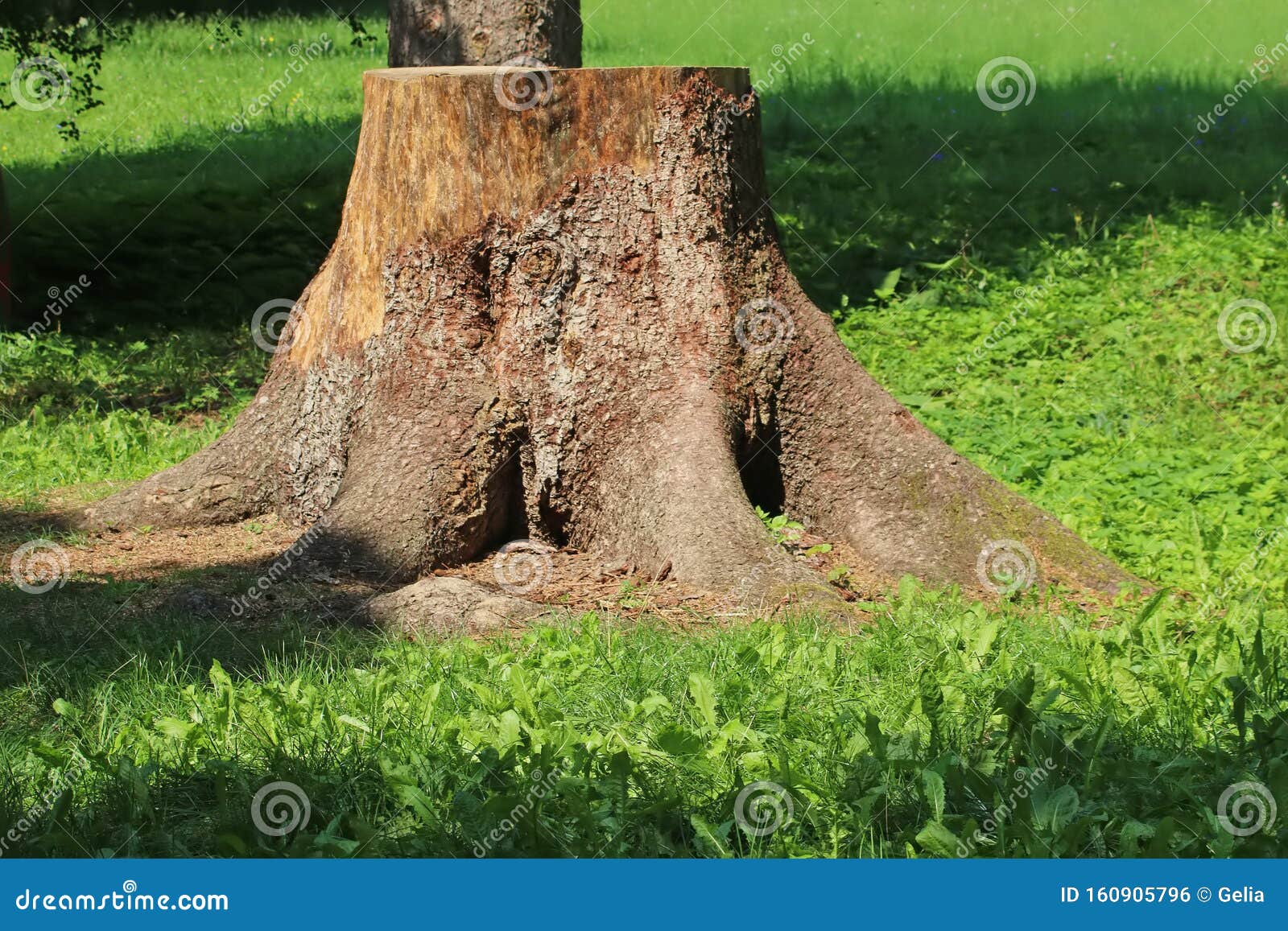 Stump in the Forest on a Sunny Day Stock Photo - Image of brown ...