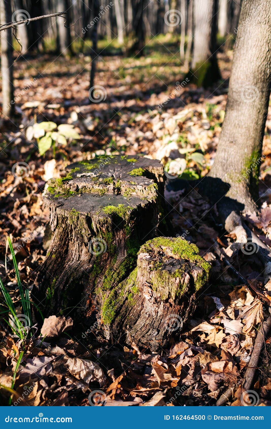 Stump in the Forest Top View Stock Photo - Image of fresh, ingredient ...