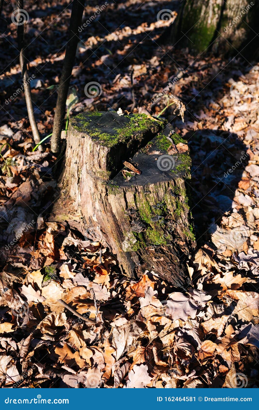 Stump in the Forest Top View Stock Image - Image of fresh, growth ...