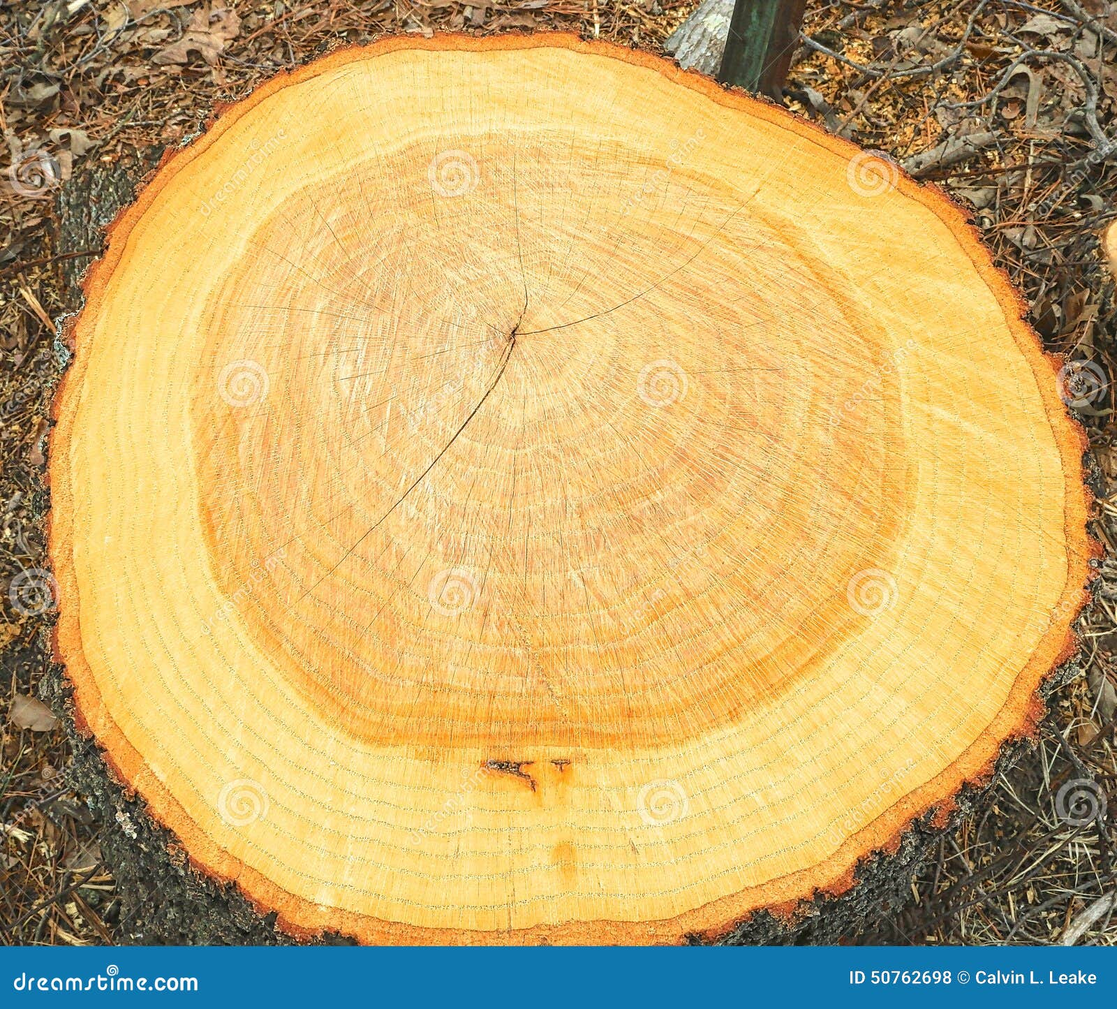 Stump from a Freshly Cut Down Tree Stock Photo - Image of heat, neatly ...