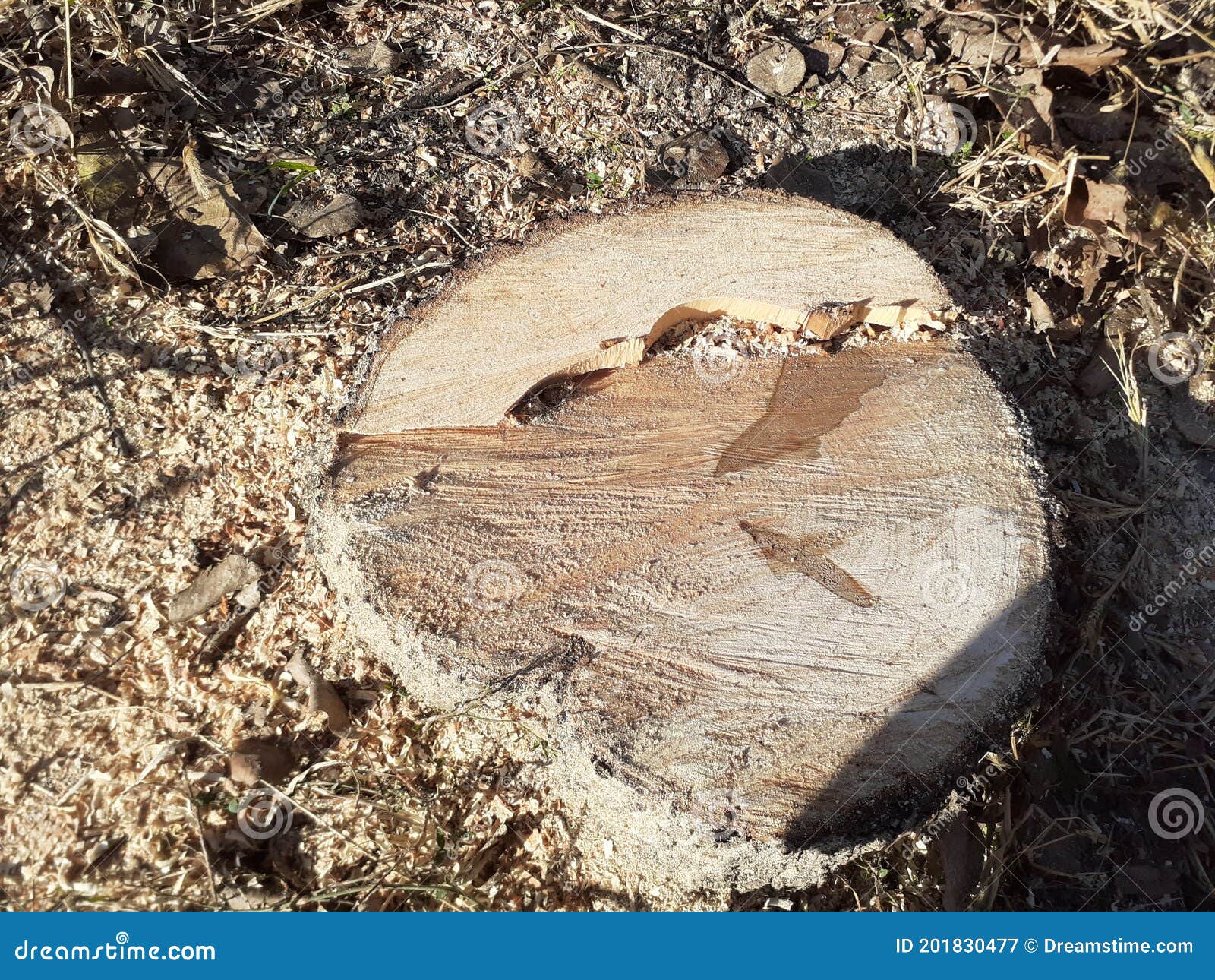 Stump from a Freshly Cut Tree. Stock Image - Image of geology, leaf ...