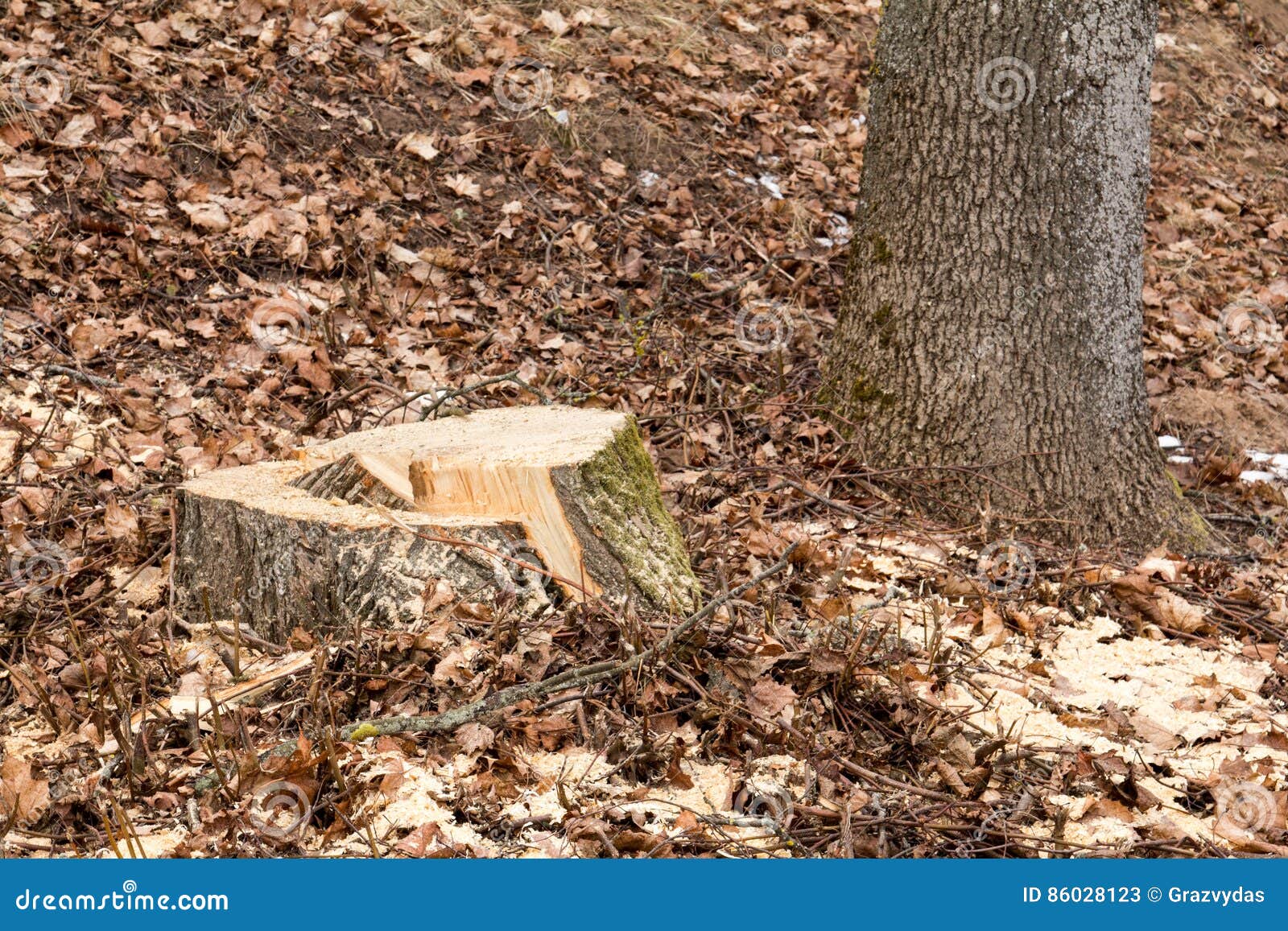 Stump of freshly cut tree stock image. Image of wooden - 86028123