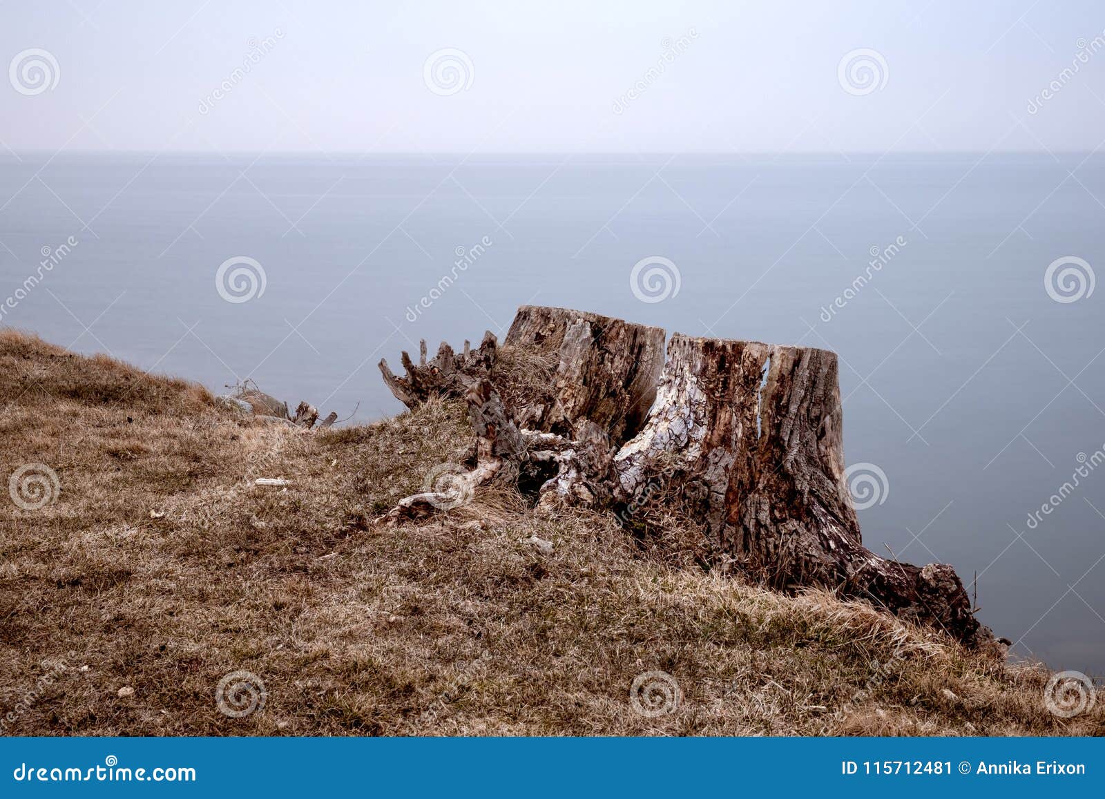 Stump in Front of Calm Water Stock Image - Image of landscape, stub ...