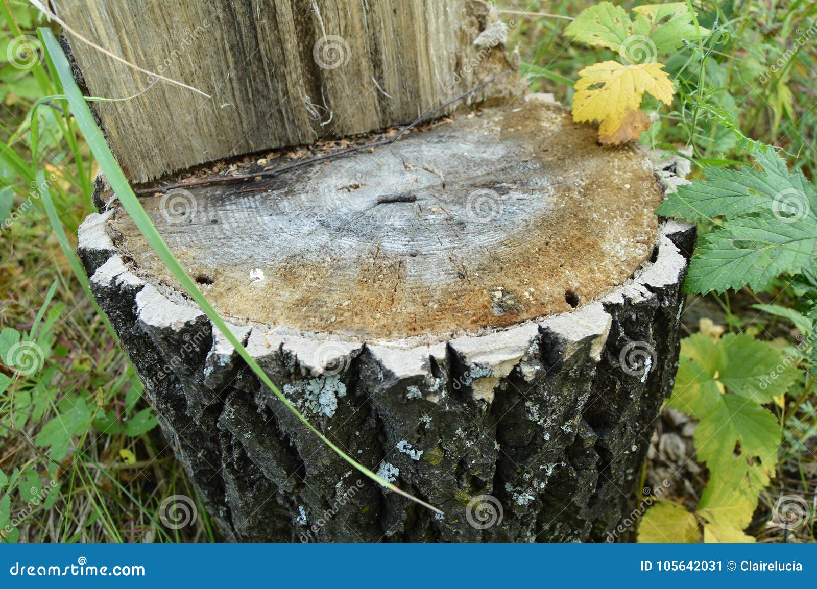 The Stump in the Grass and the Old Broken Tree Fallen in the Forest ...