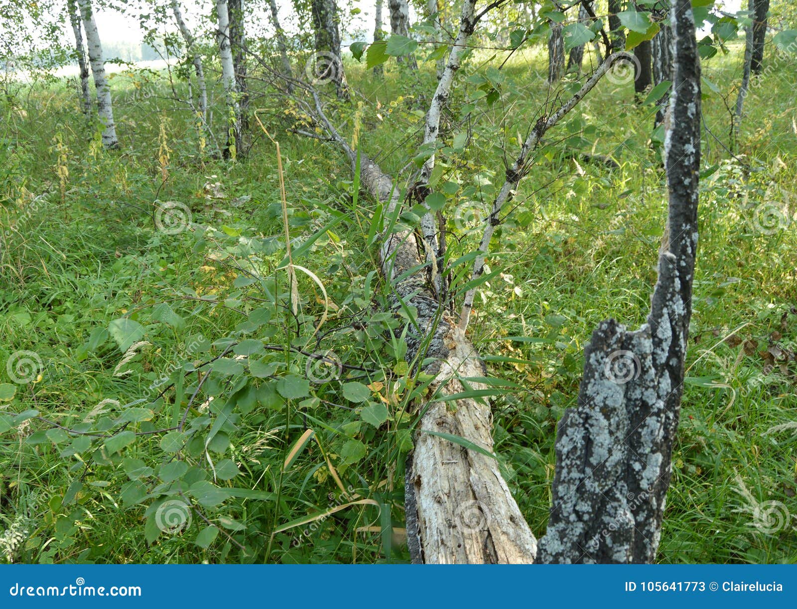 The Stump in the Grass and the Old Broken Tree Fallen in the Forest ...