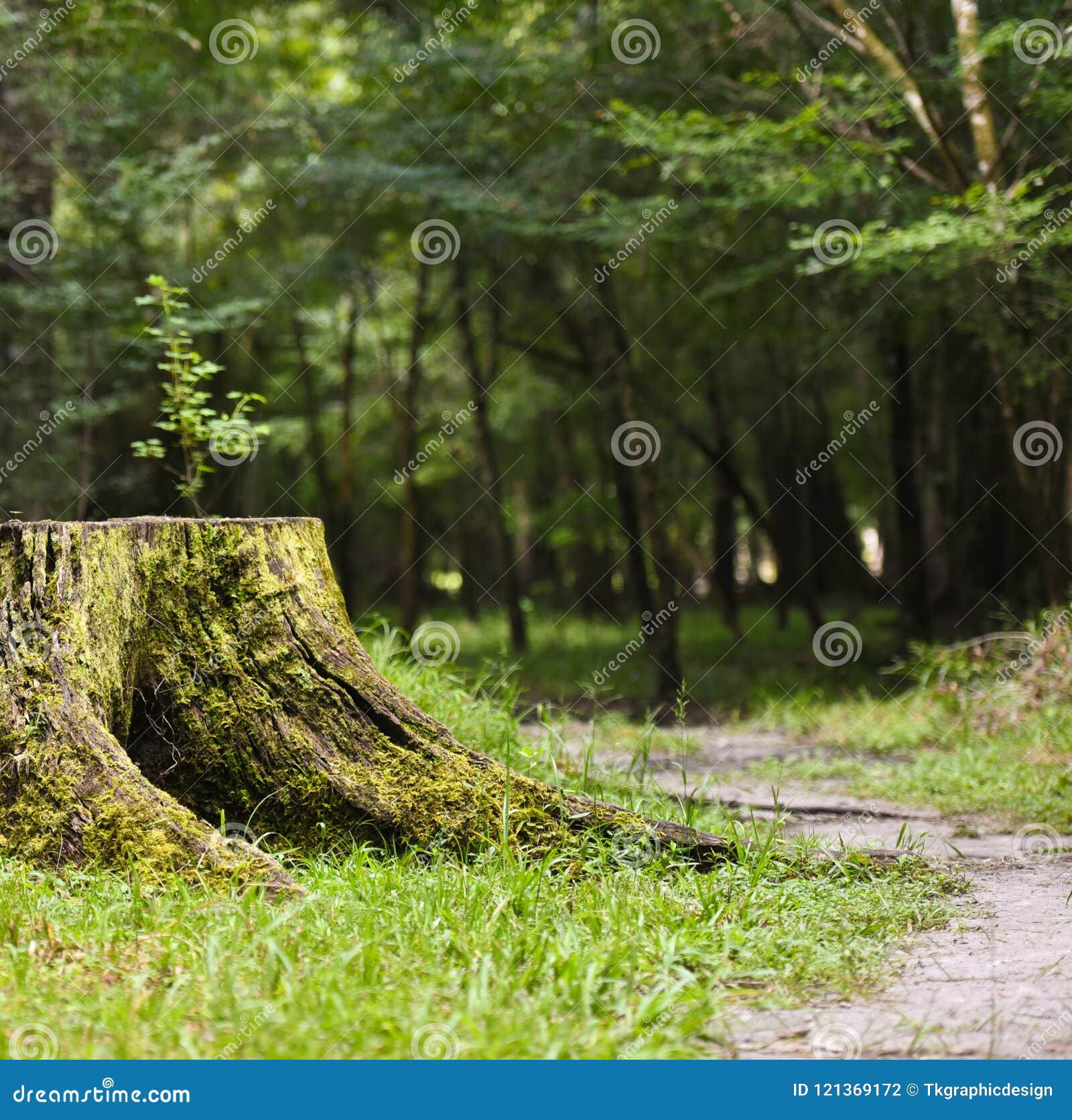 Stump on Green Grass in the Garden. Old Tree Stump in the Summer Park ...