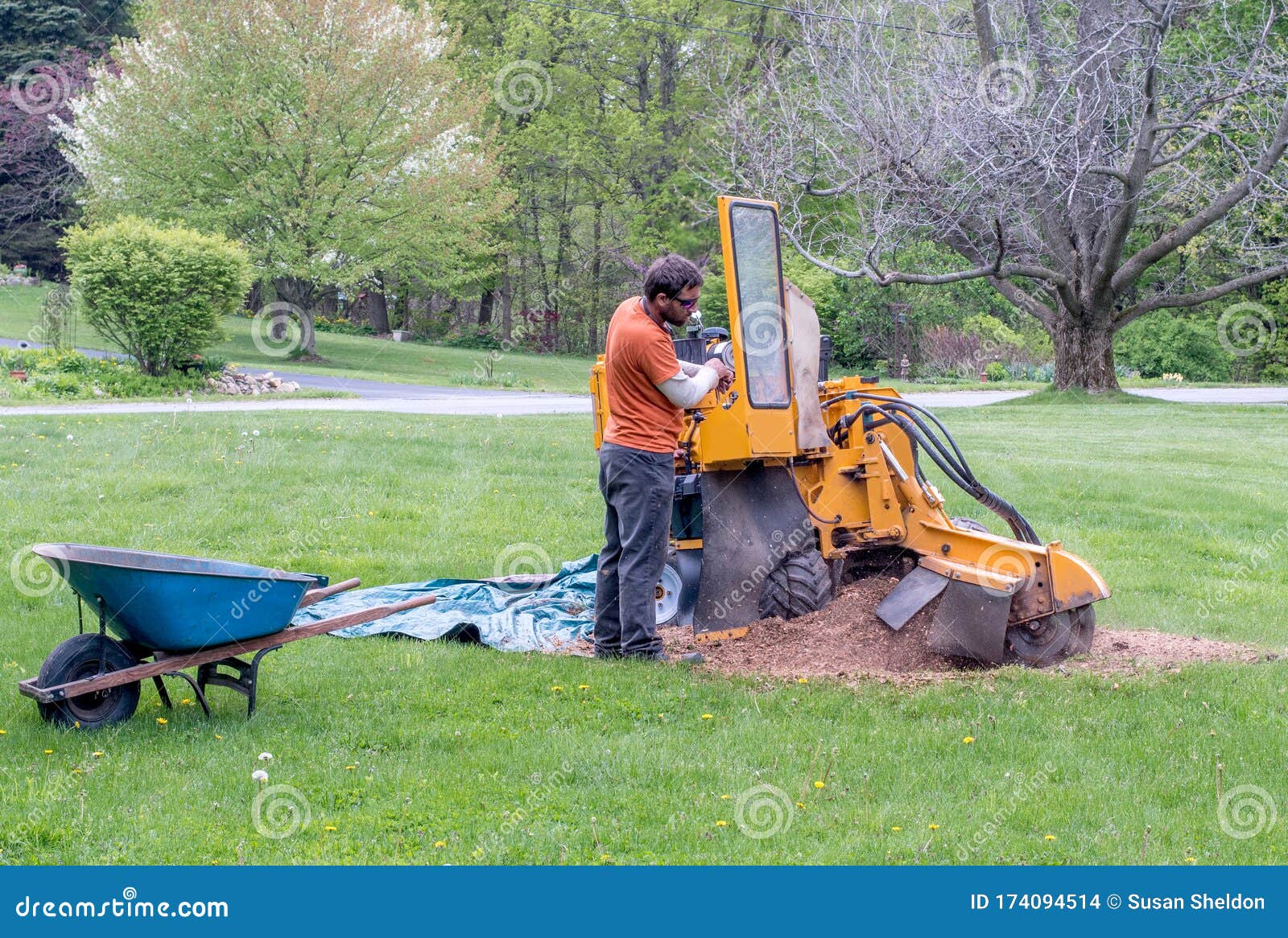 Worker Grinds Up a Stump with a Large Machine Stock Photo - Image of ...