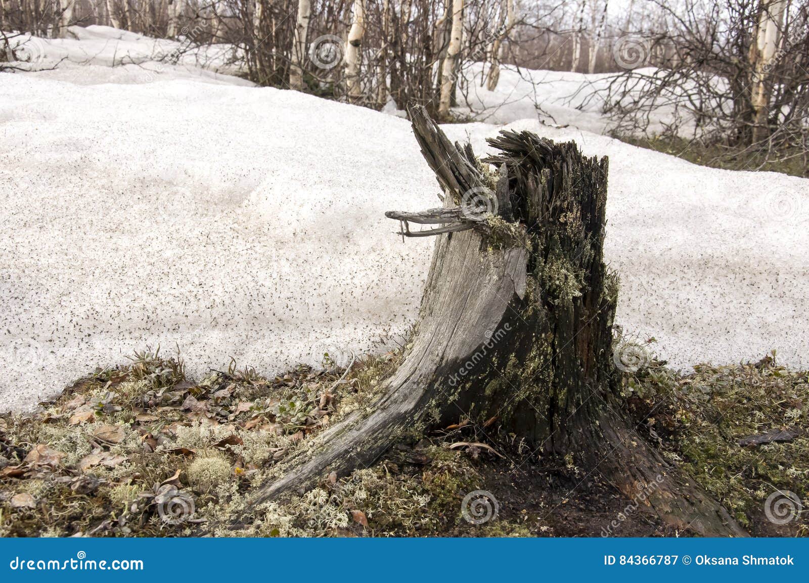 Stump on the Ground and Snow. Early Spring Stock Image - Image of frost ...
