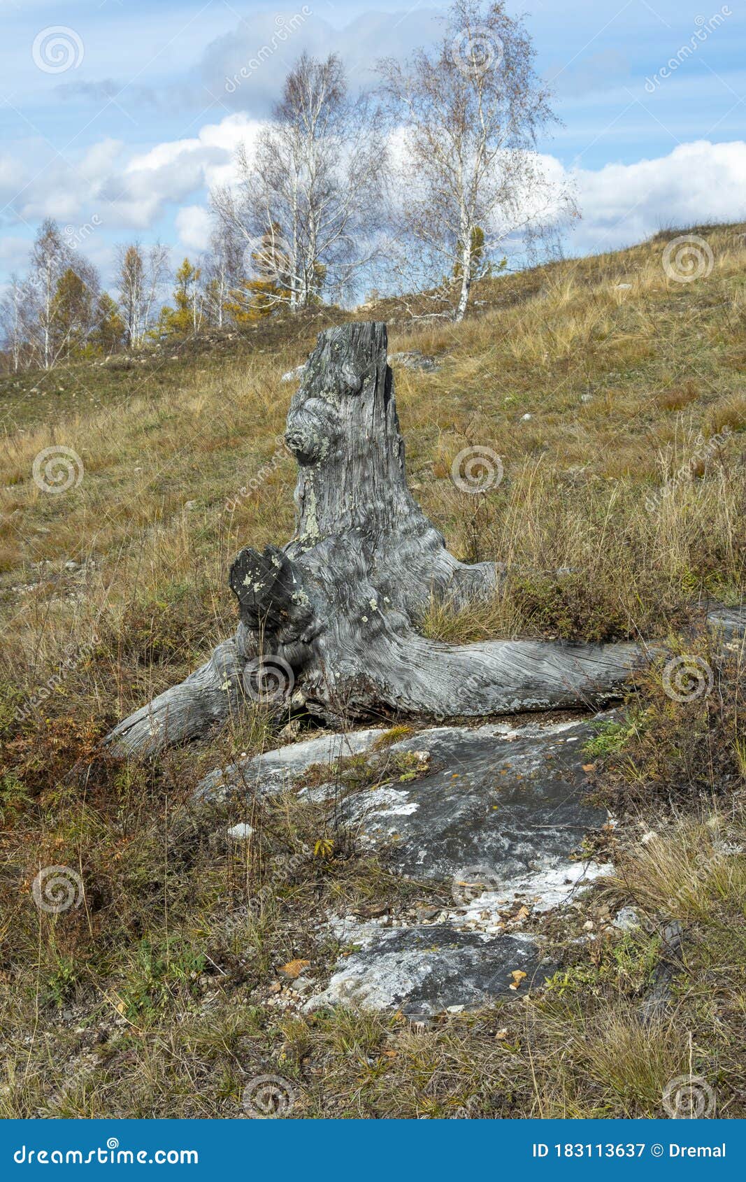 A stump on a hillside stock image. Image of tree, beautiful - 183113637