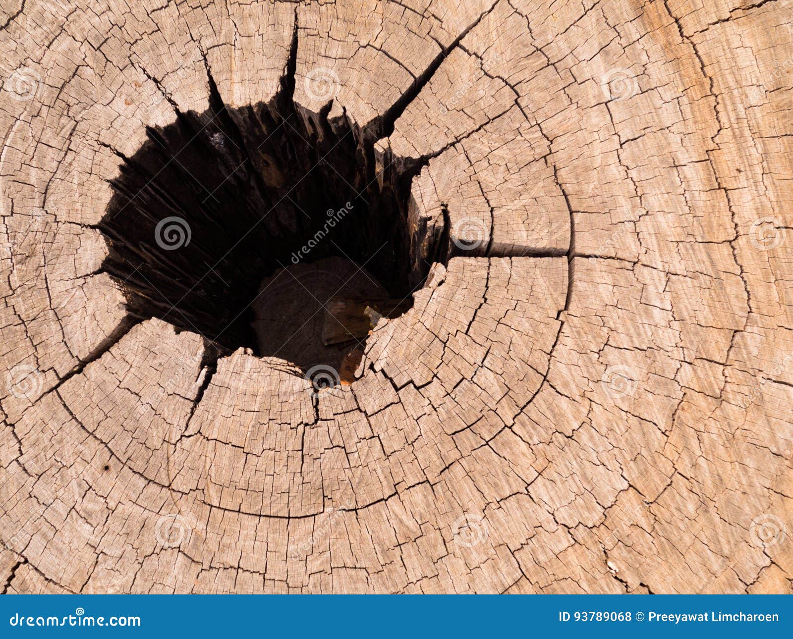 Stump hole stock photo. Image of stump, aging, closeup - 93789068