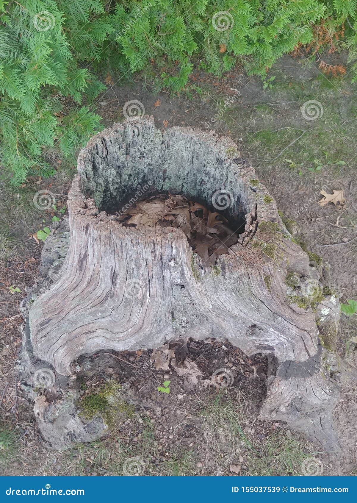 Stump home stock image. Image of hole, pine, stump, home - 155037539