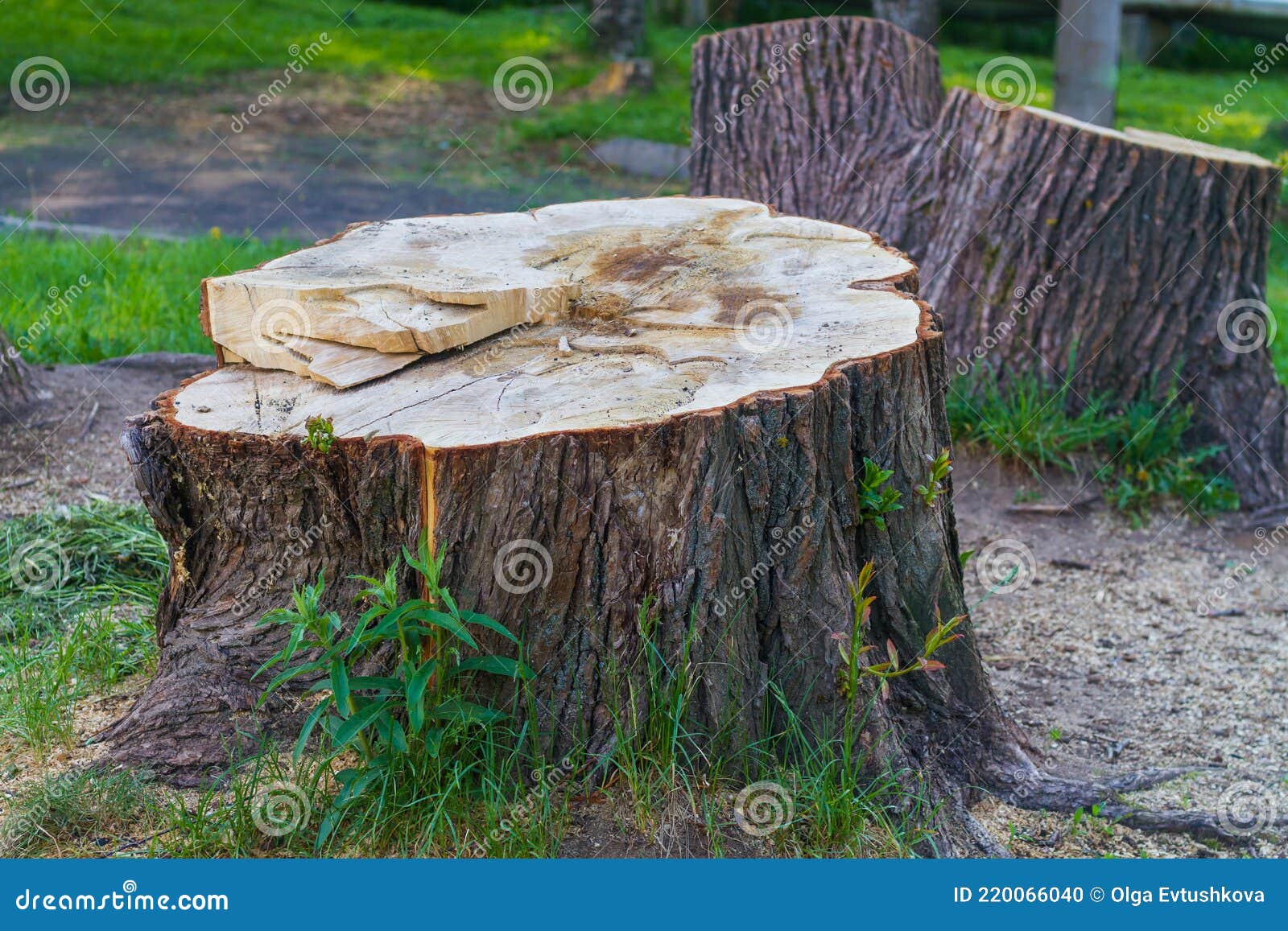 A Stump from a Huge Tree in the Park, Cutting Down Trees in the Summer ...