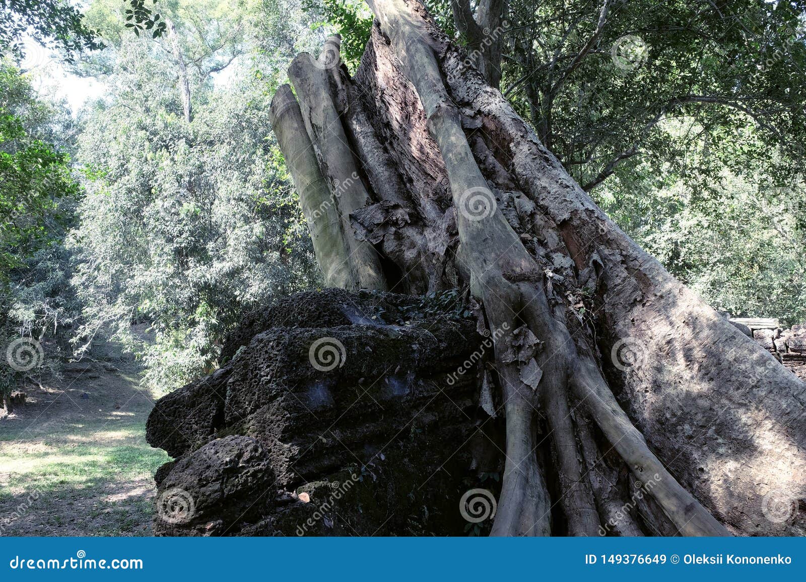 The Stump of a Huge Tropical Tree Near the Remains of an Old Building ...
