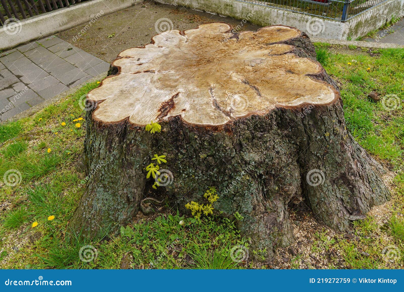 The Stump of a Large Sawn Tree with Young Green Shoots Stock Image ...
