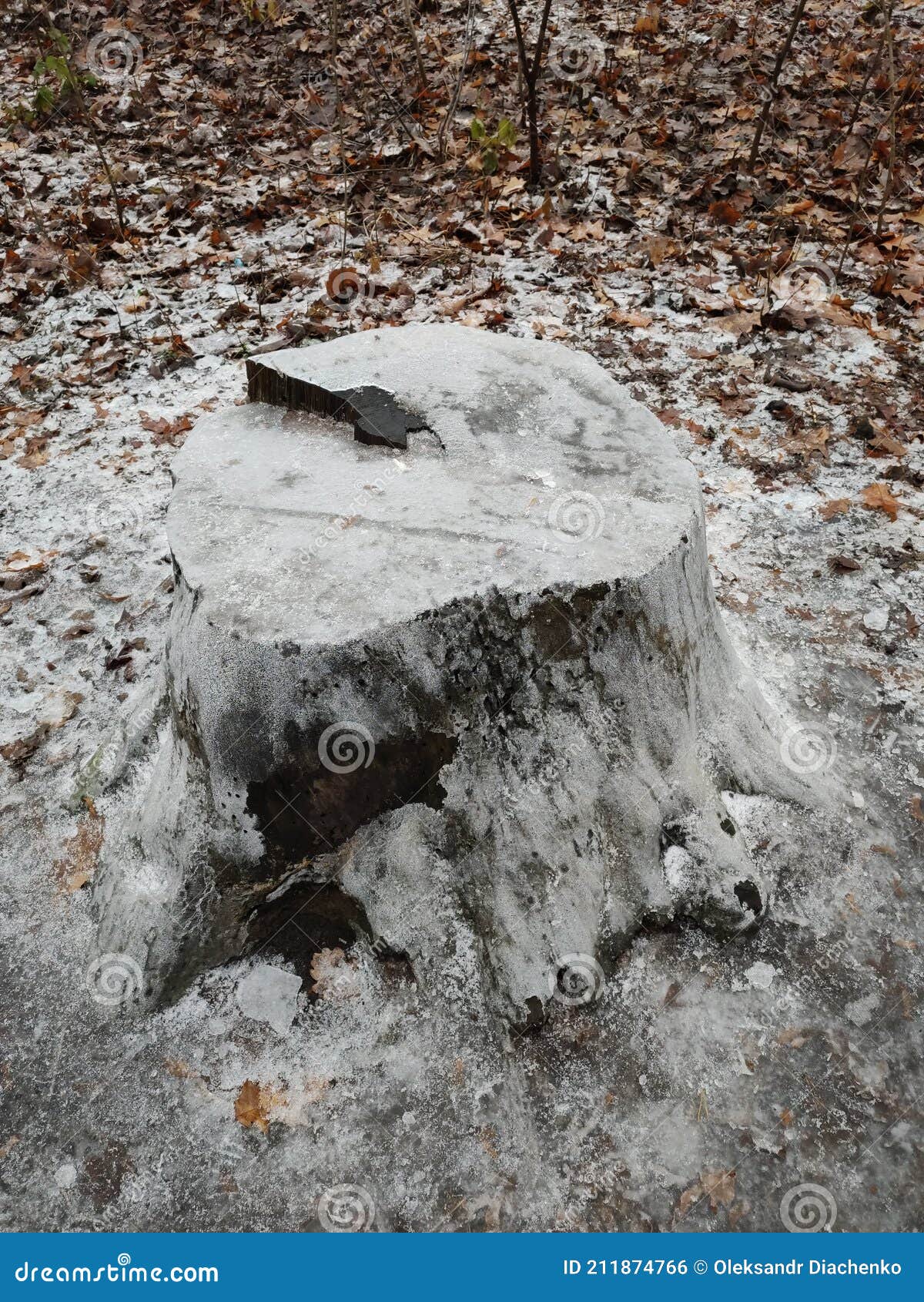 A Stump from a Large Tree Covered with Ice in Winter Stock Photo ...