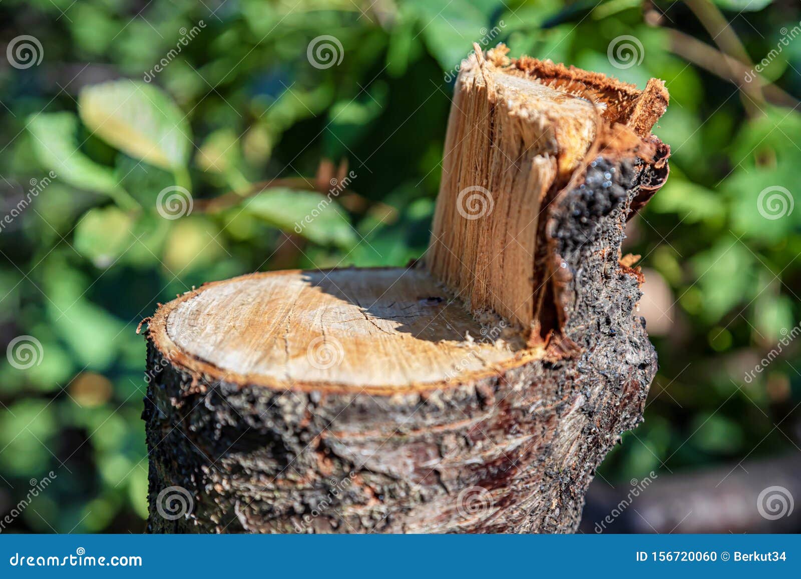 Stump Left after Cutting Down an Old Fruit Tree in Garden Stock Photo ...