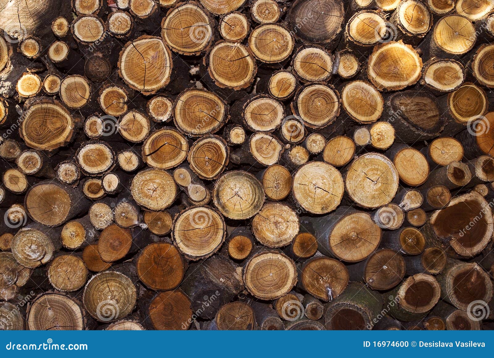 Stump log texture stock photo. Image of trunk, traditional - 16974600