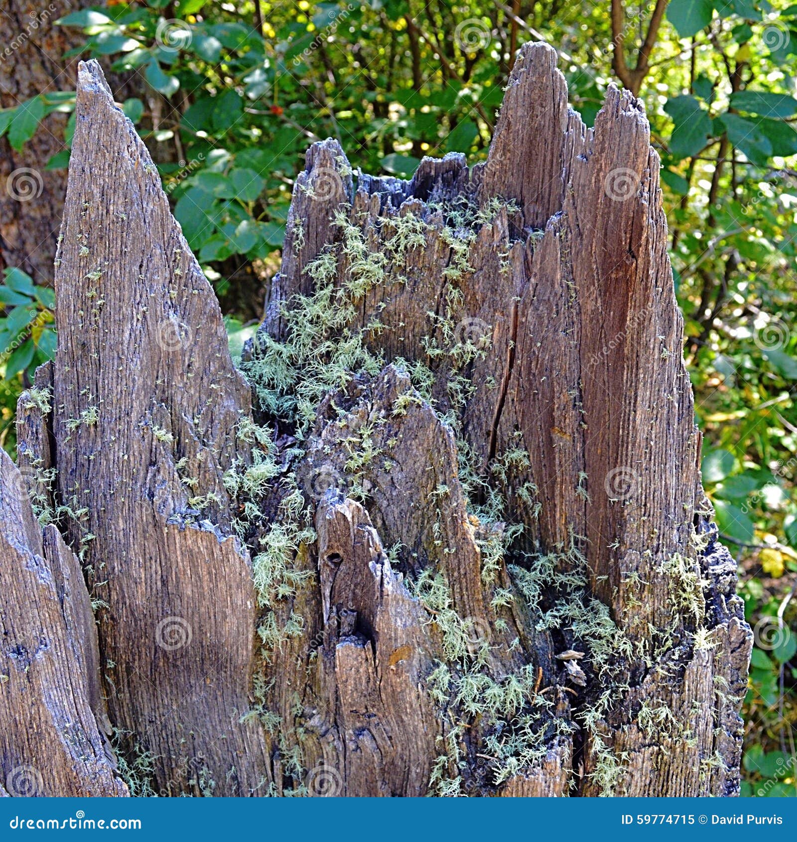 Stump stock image. Image of woods, filler, hike, lone - 59774715