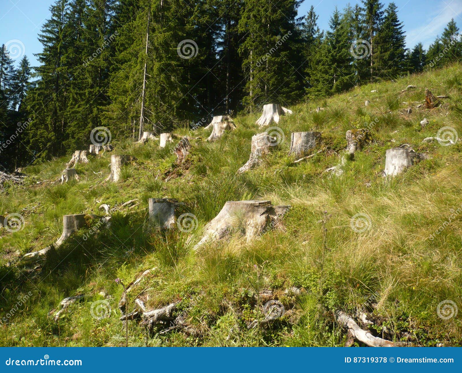 Stump stock photo. Image of bark, meadow, forest, clouds - 87319378