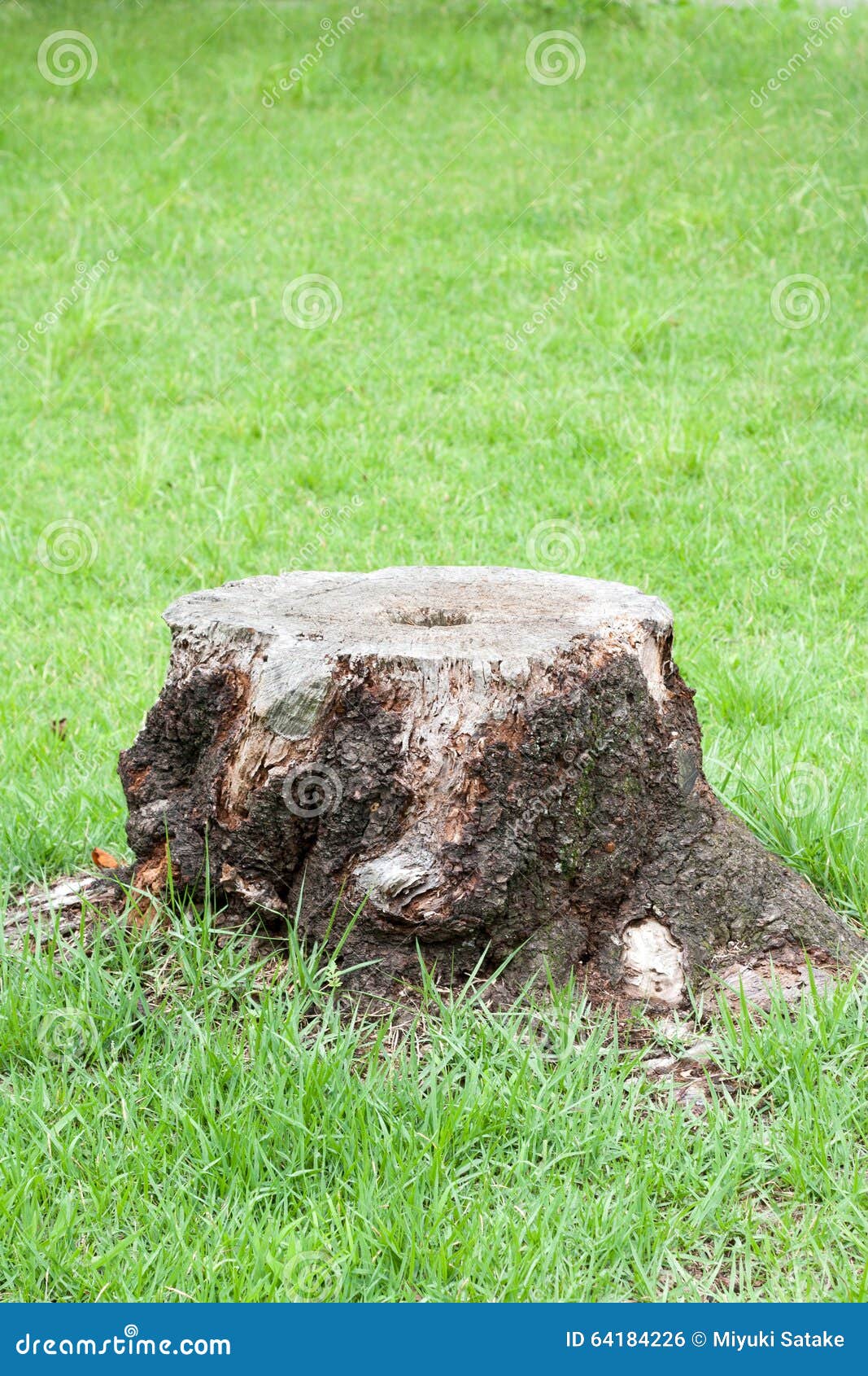 Stump in the meadow field stock photo. Image of field - 64184226