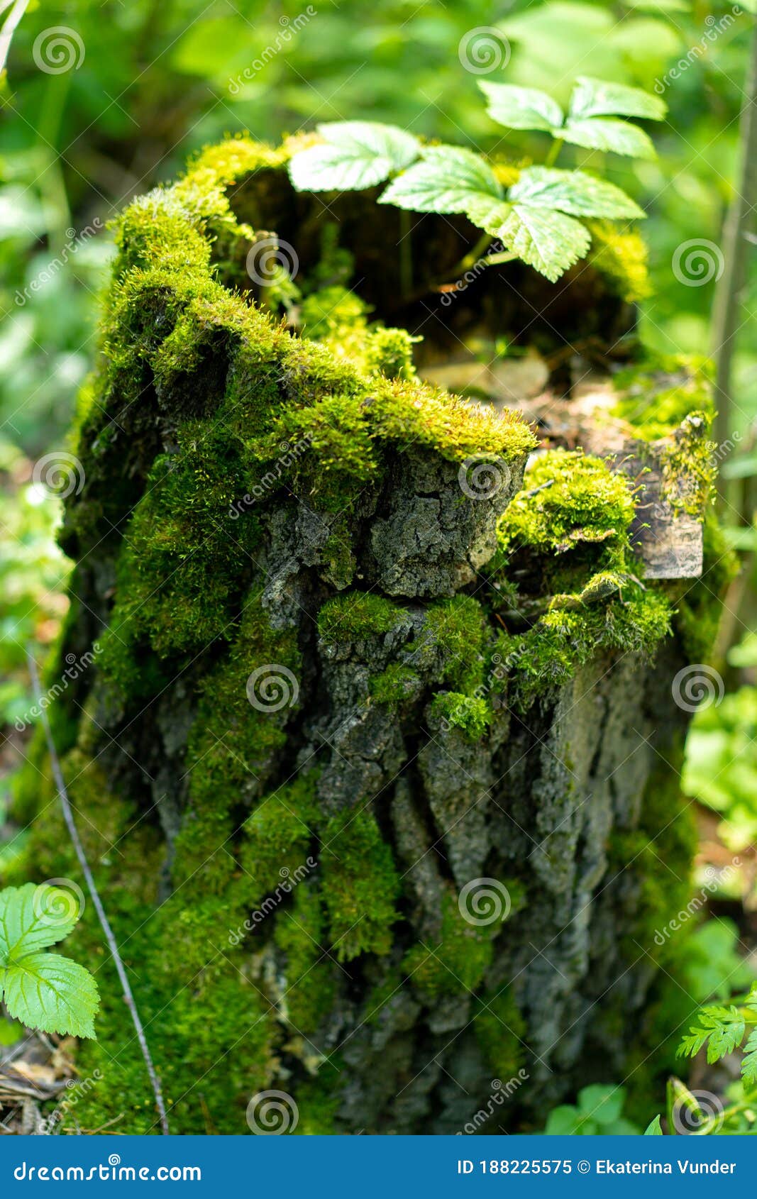 Stump Moss in the Forest on a Tree Stock Image - Image of green, bark ...