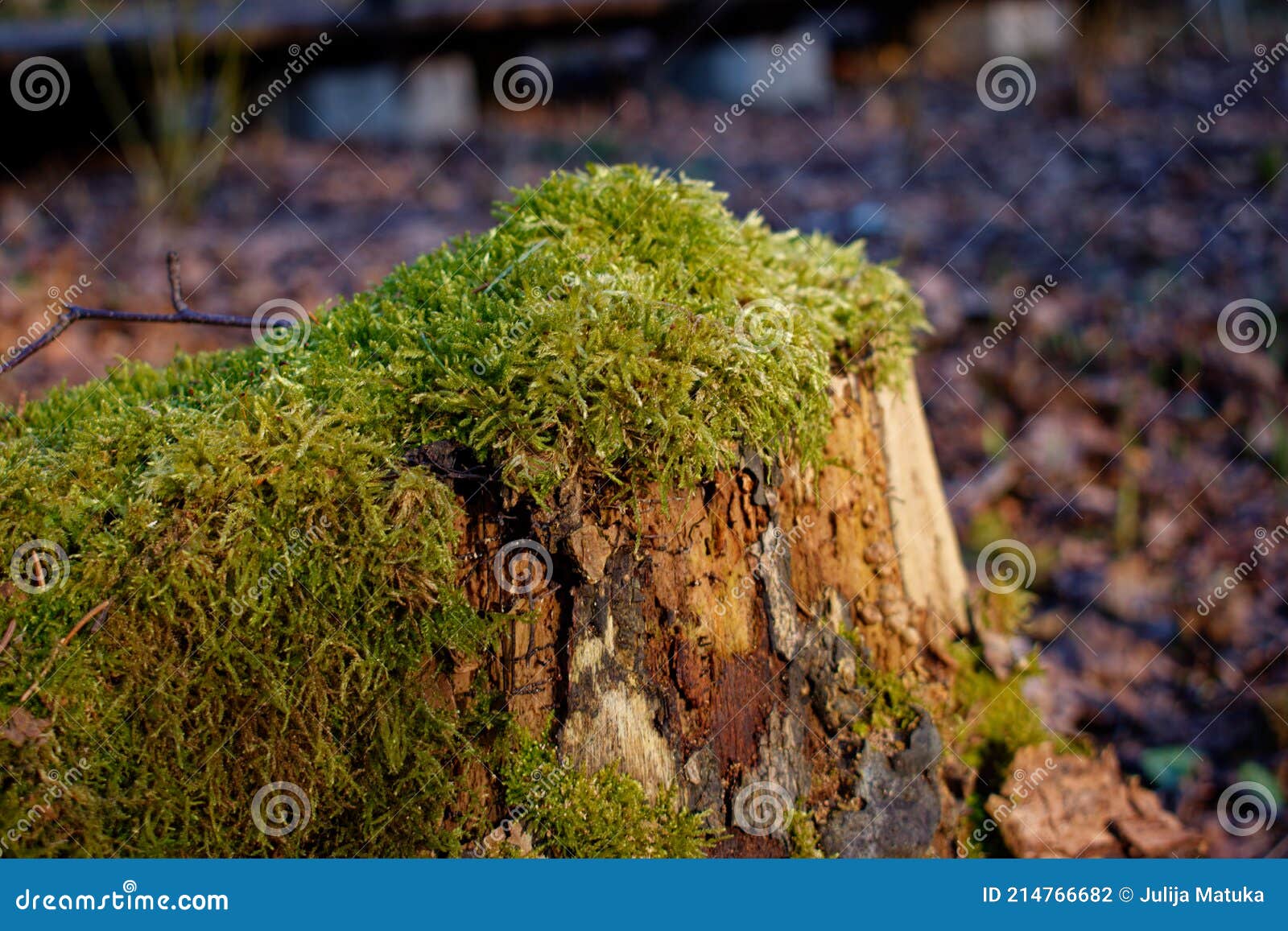 Stump with Moss on a Sunny Day Stock Photo - Image of moss, ageing ...