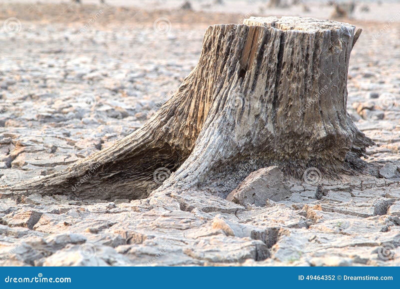 Stump mummified stock photo. Image of problem, africa - 49464352