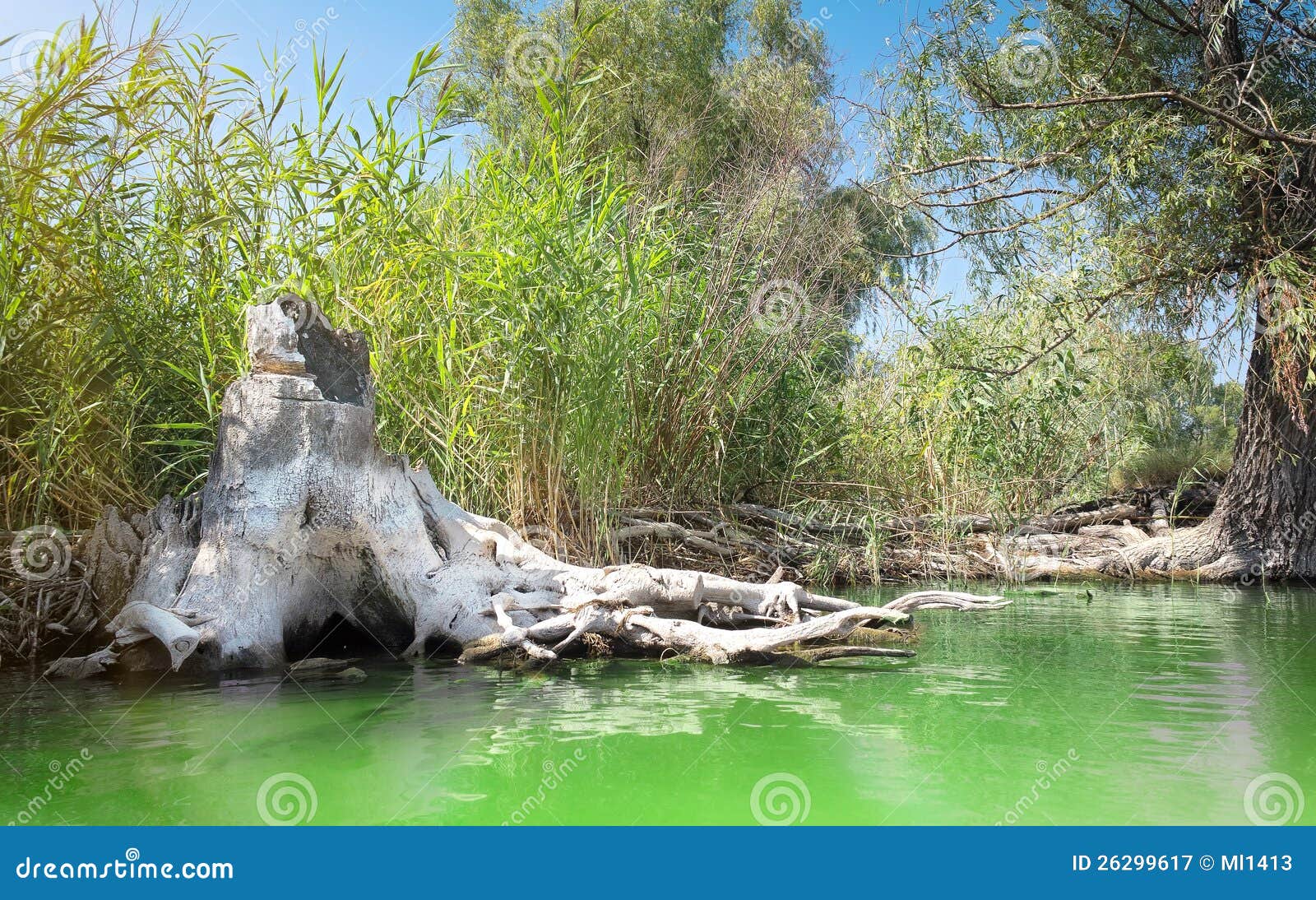 Stump near the water stock image. Image of ward, waterscape - 26299617