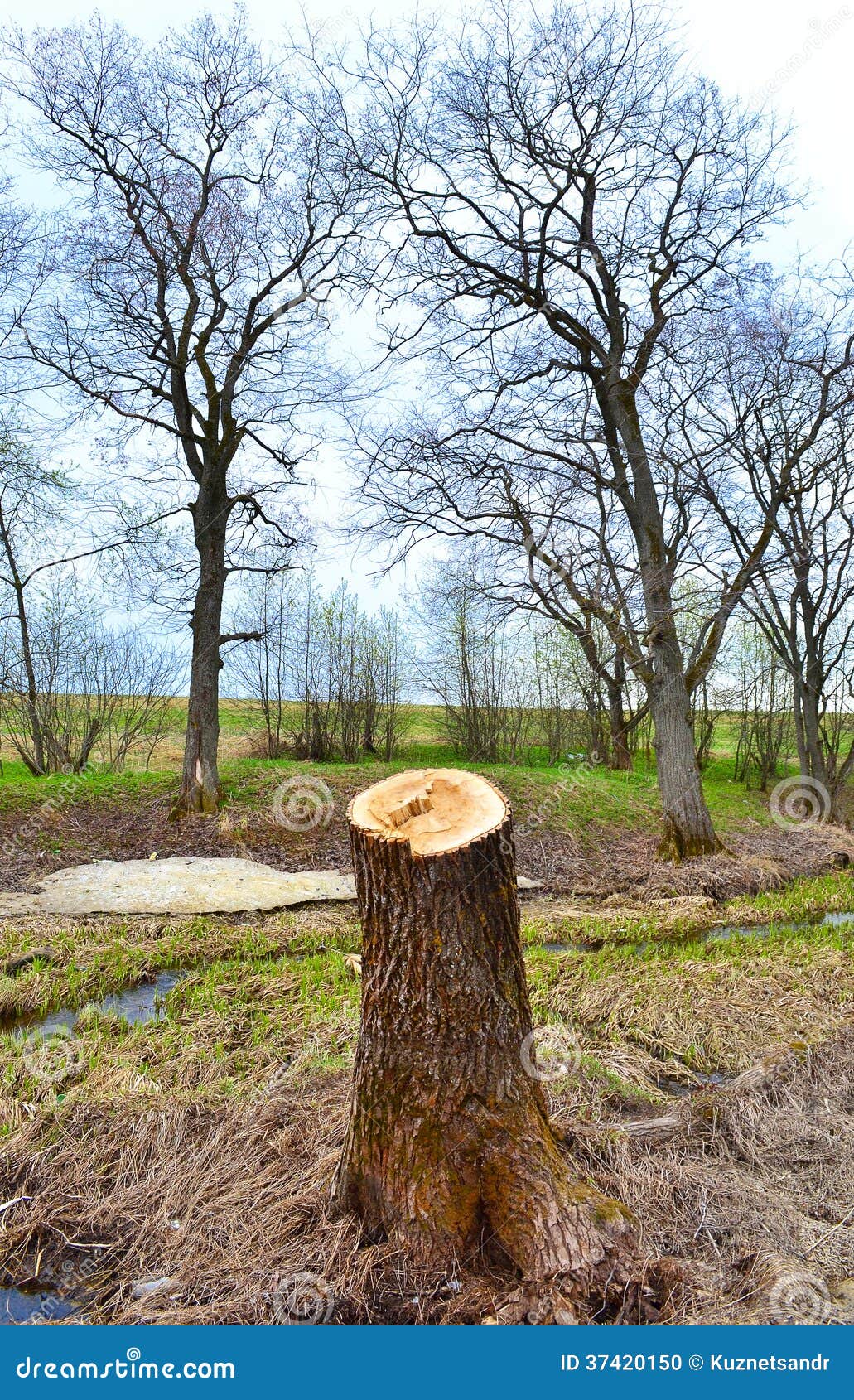 Stump of newly cut tree stock photo. Image of timber - 37420150