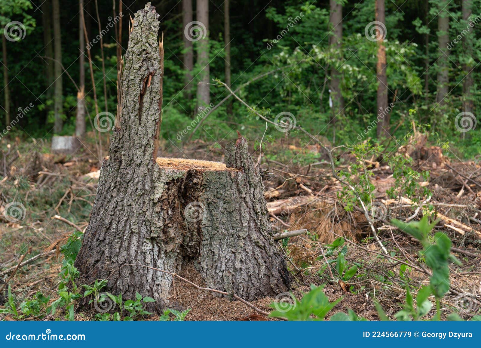 Stump of a Newly Cut Tree after Deforestation Stock Image - Image of ...