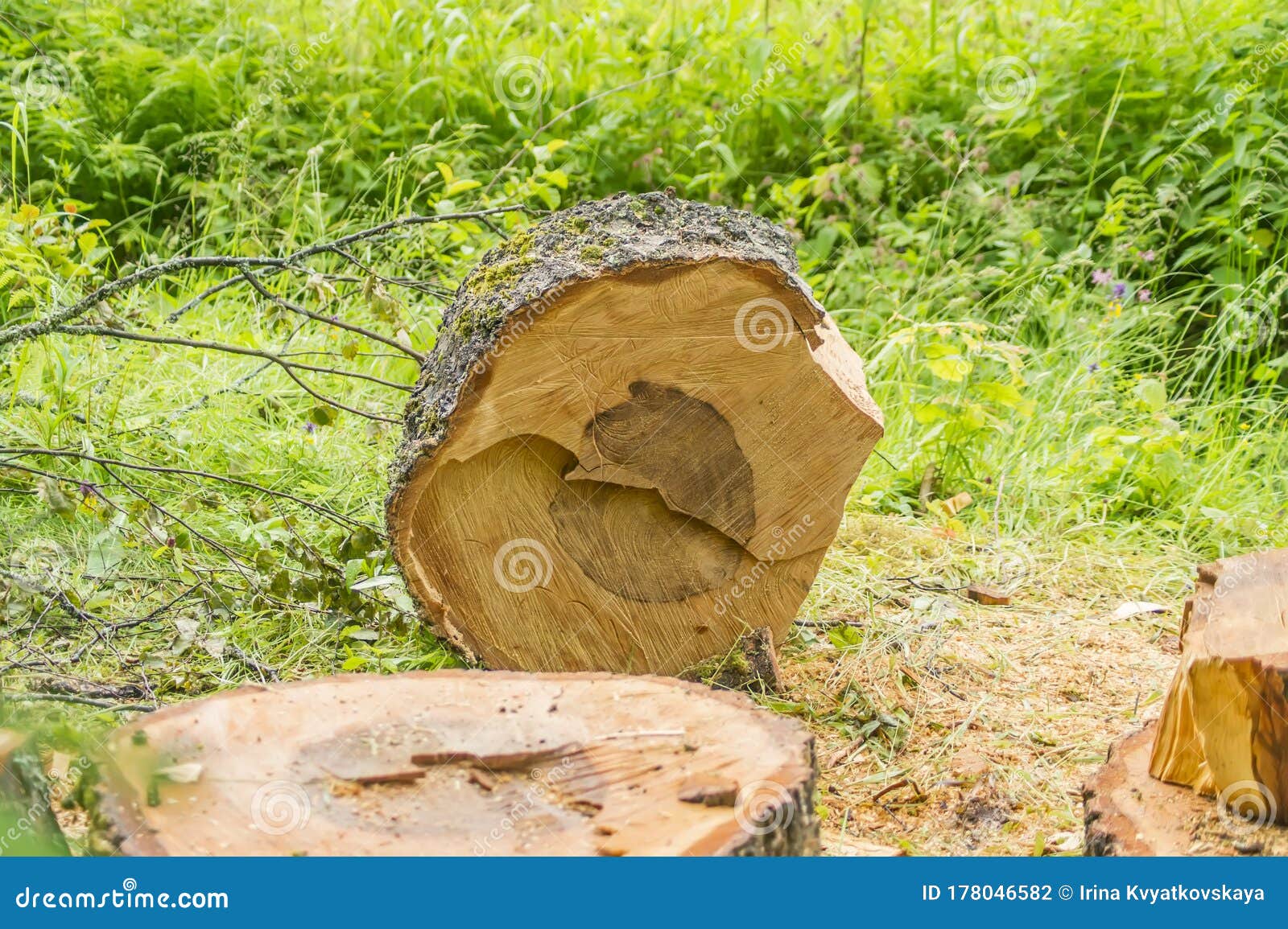 Stump of a Newly Sawed Tree Stock Photo - Image of industrial, sawing ...