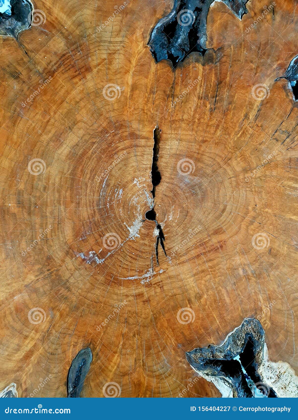 Stump of Oak, Section of the Trunk with Annual Rings, Tree Trunk ...