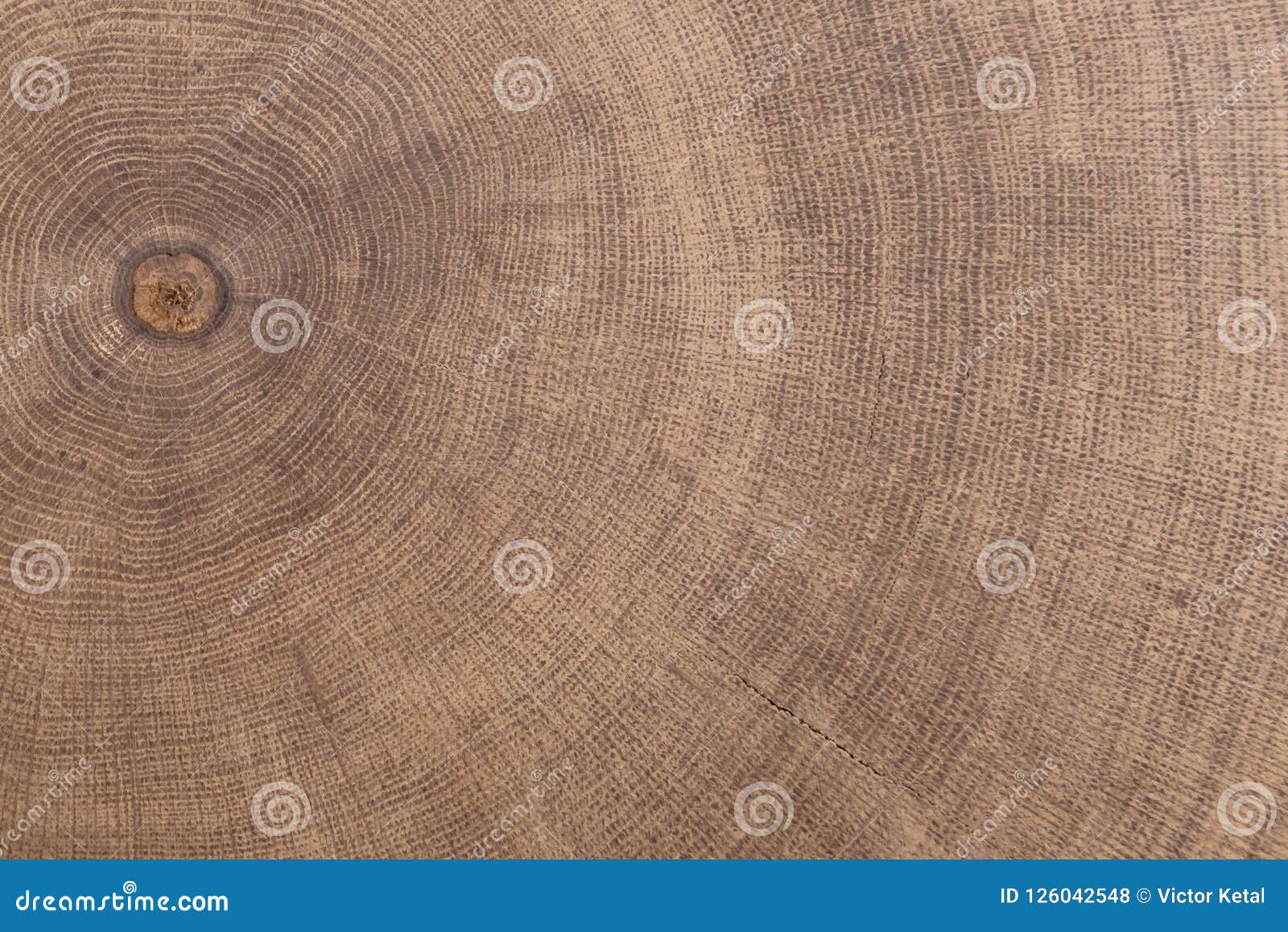 Stump of Oak Tree Felled - Section of the Trunk with Annual Rings ...