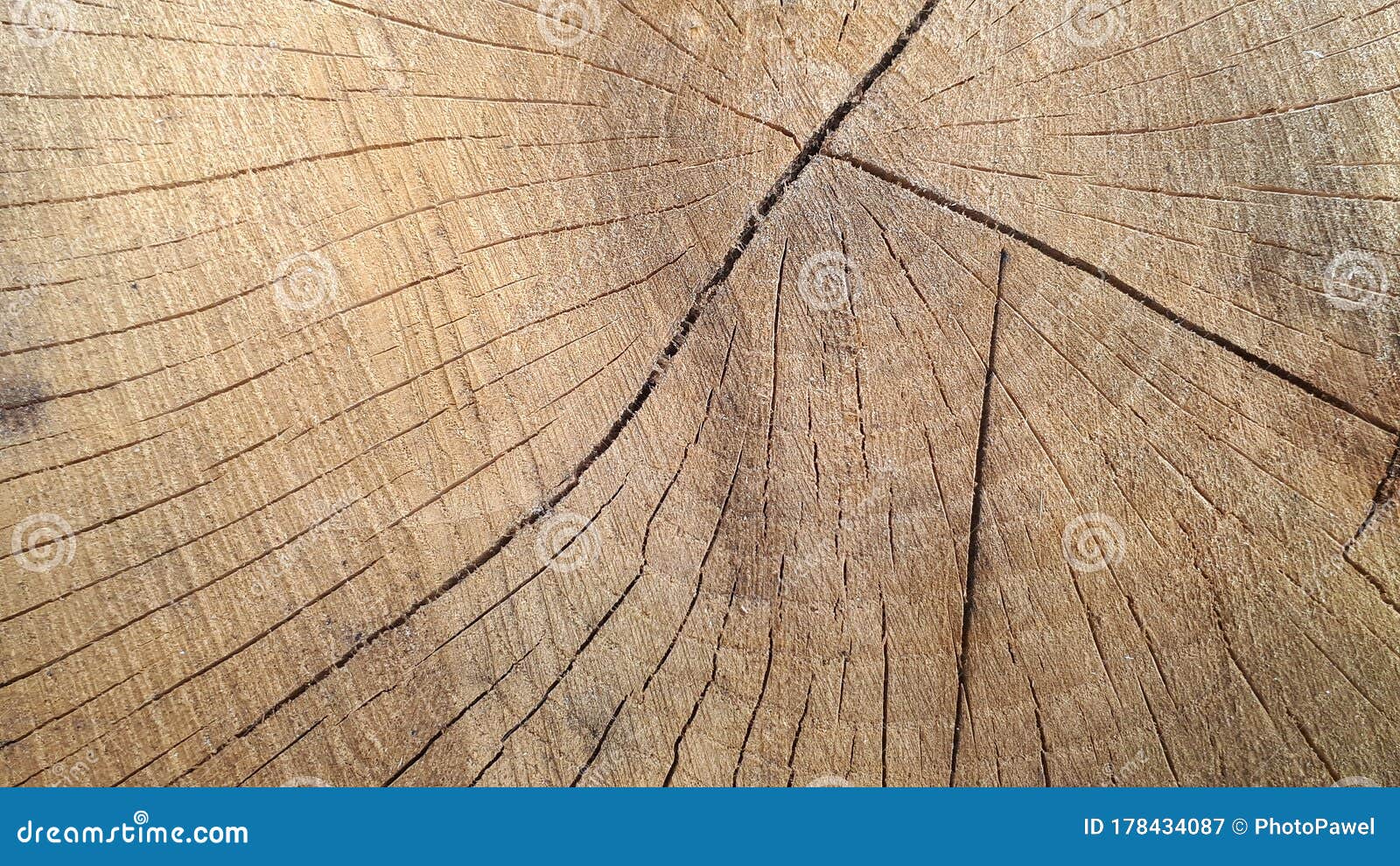 Oak Tree Felled. Section of the Trunk with Annual Rings Stock Image ...