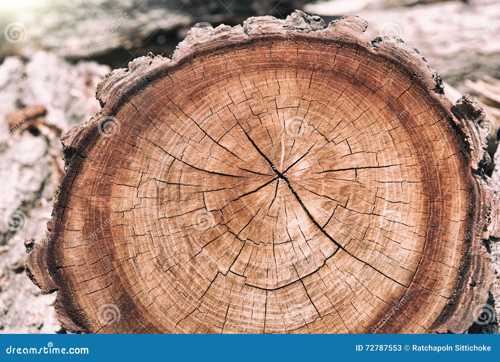 Stump of Oak Tree Felled - Section of the Trunk with Annual Stock Image ...