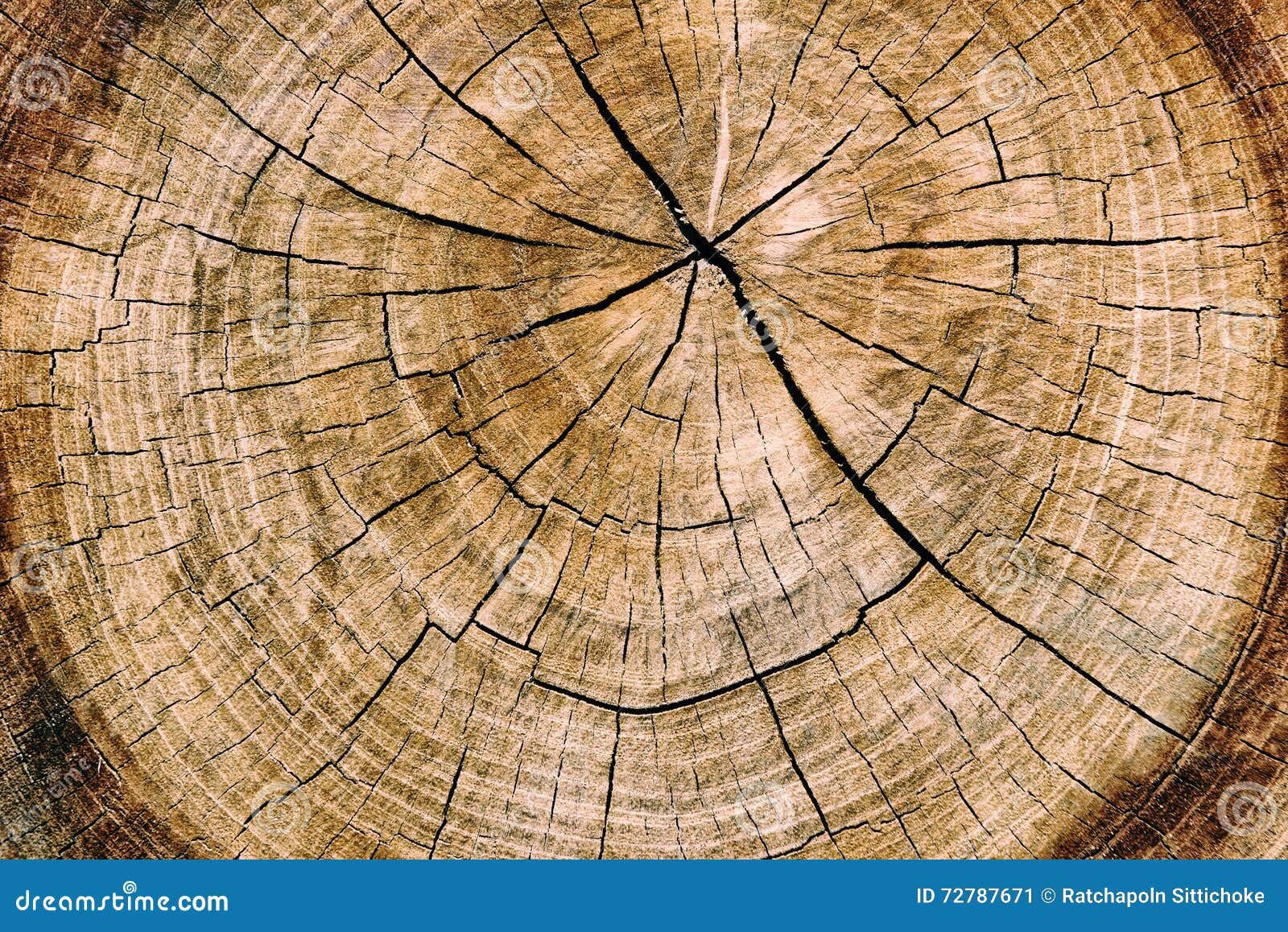 Stump of Oak Tree Felled - Section of the Trunk with Annual Stock Image ...