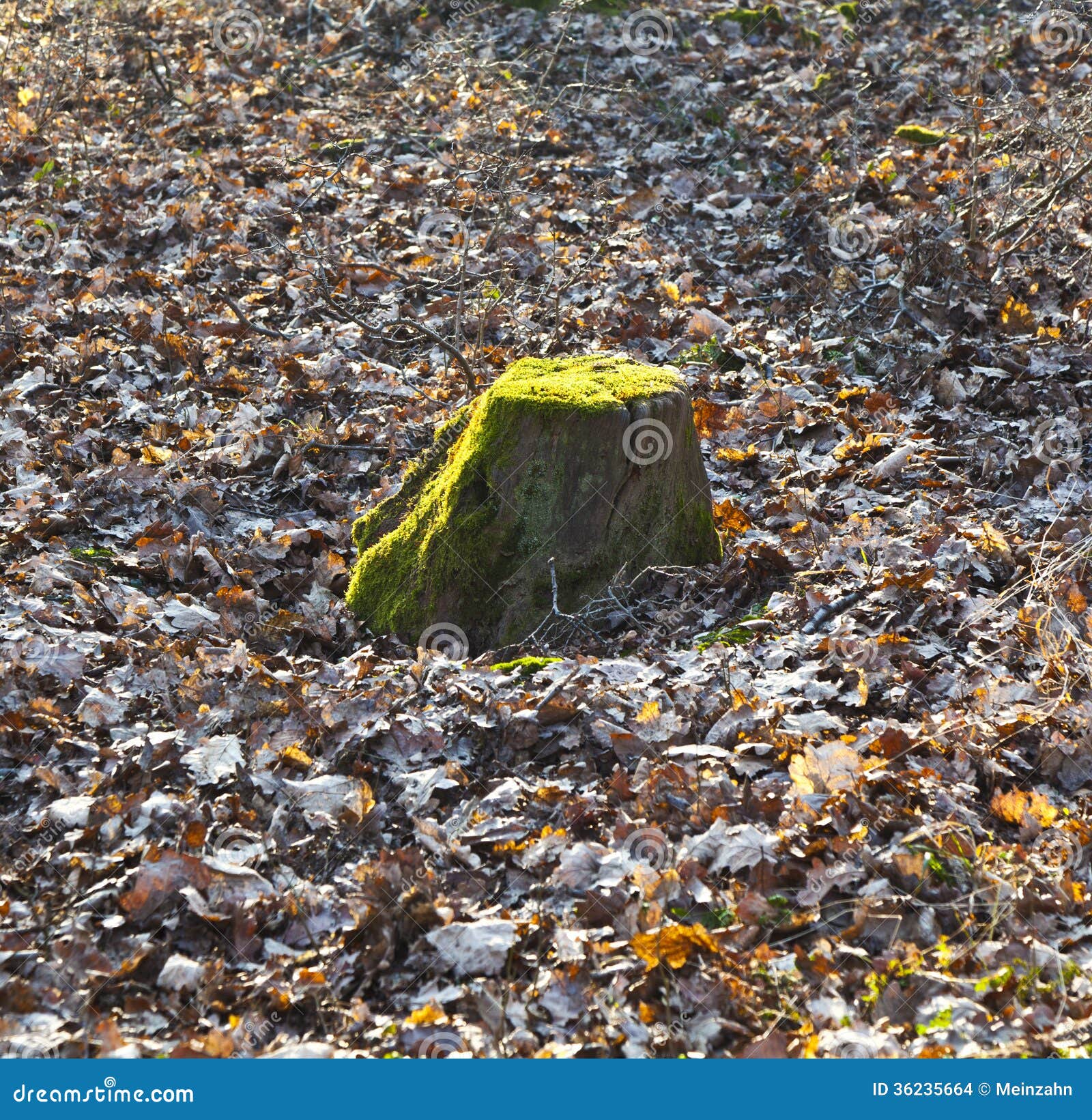 Stump of oak tree stock photo. Image of plants, background - 36235664