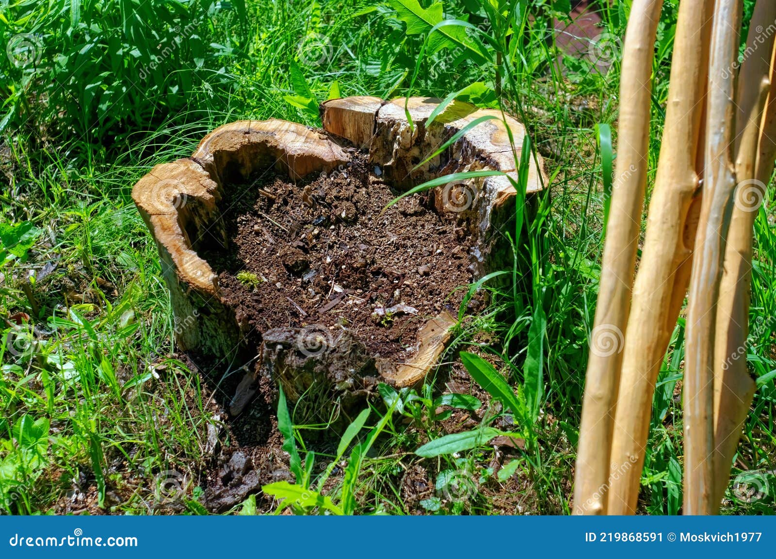 Stump from the Old Apple Tree in the Garden Stock Image - Image of ...